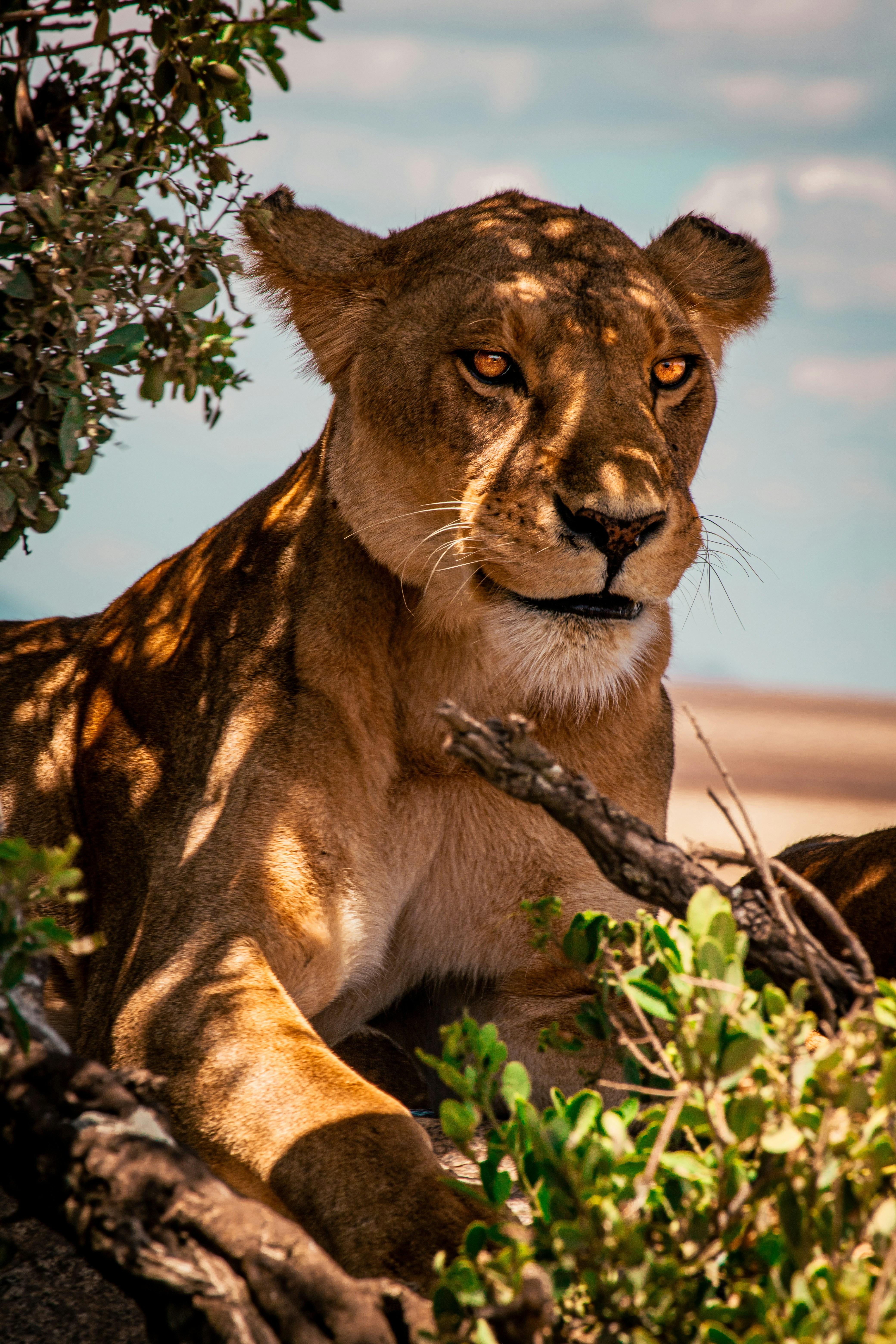 Dappled Shade, Intent Gaze: A Lioness at Rest in the Savanna