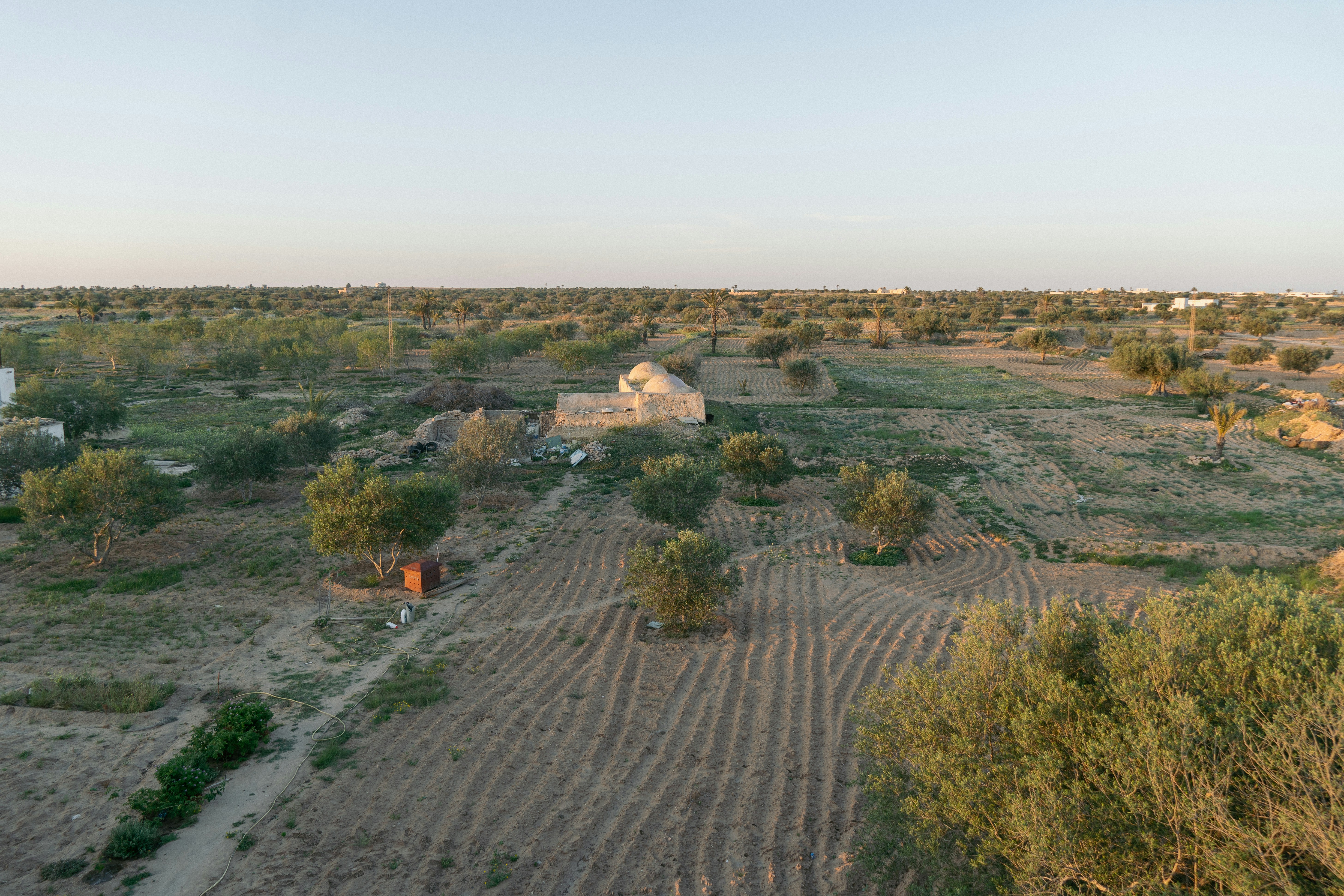 Serene Olive Fields of Djerba at Dawn