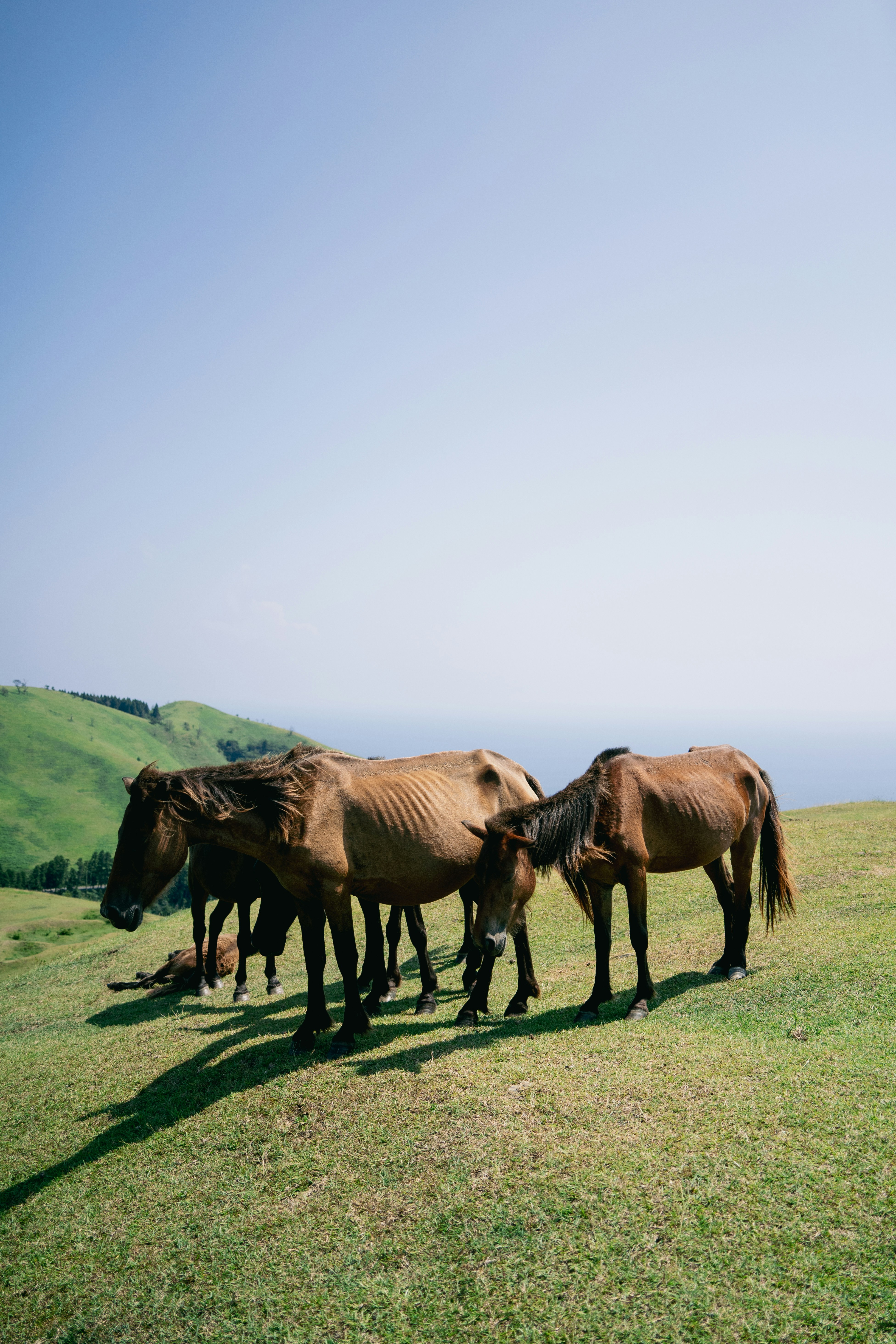 A group of horses standing on top of a lush green field photo – Free ...