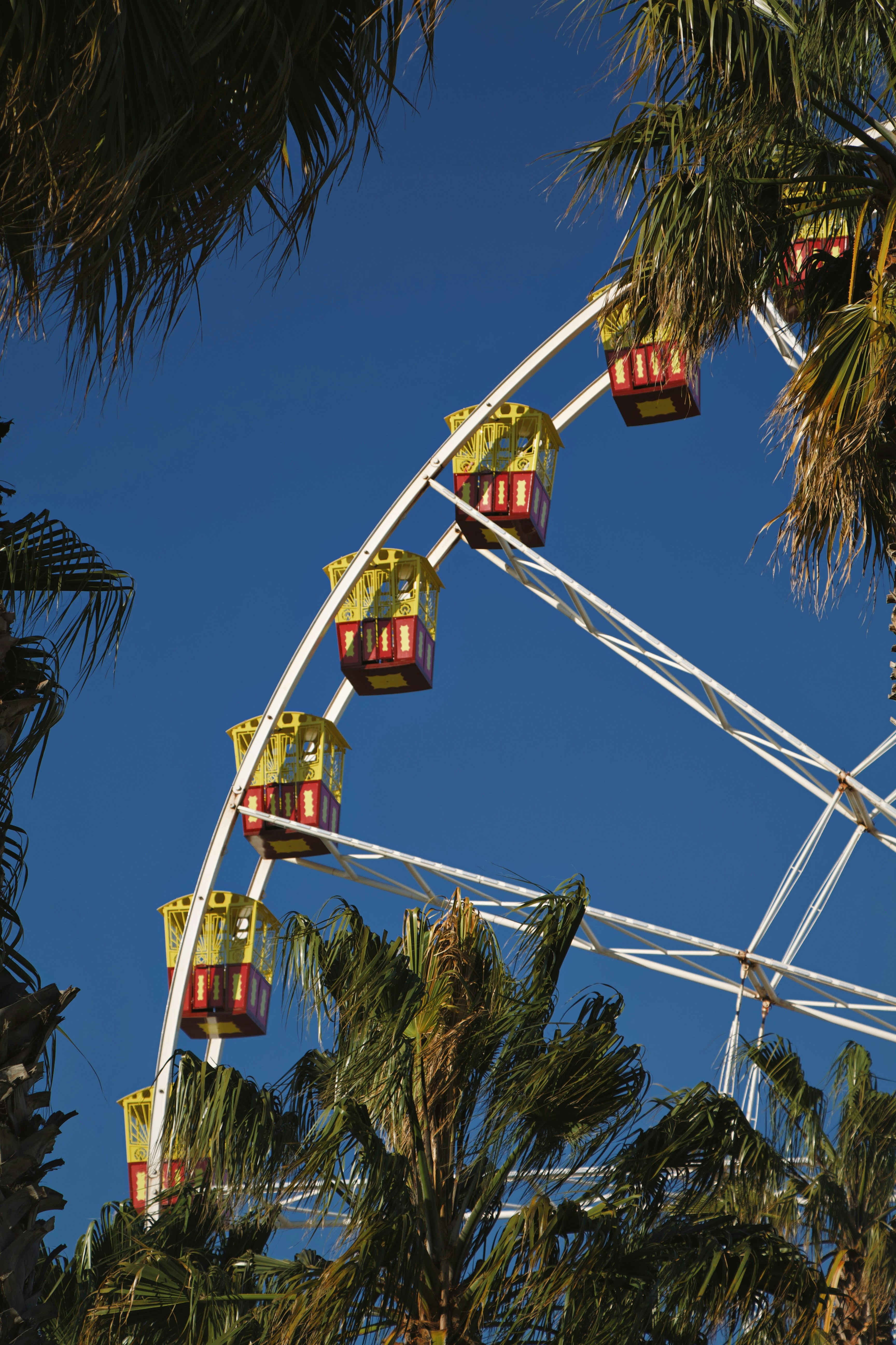 Palm-Canopied Ferris Wheel: Colorful Gondolas Framing a Crisp Blue Sky
