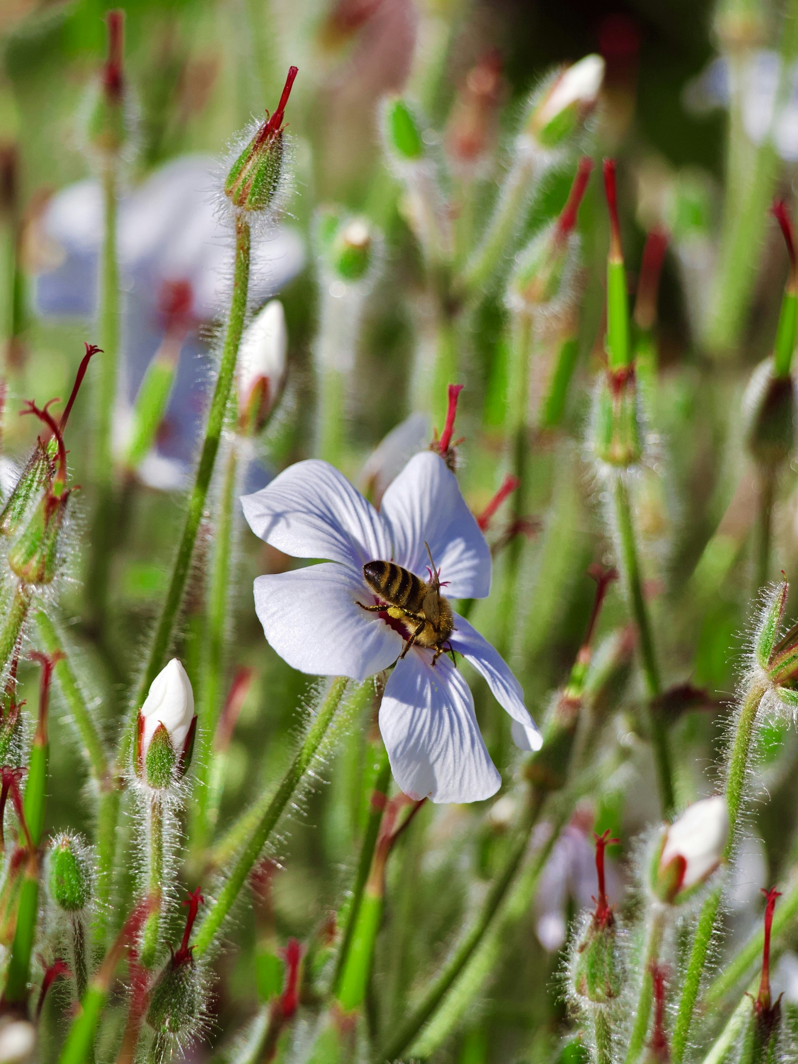 Buzzing Amongst the Blooms