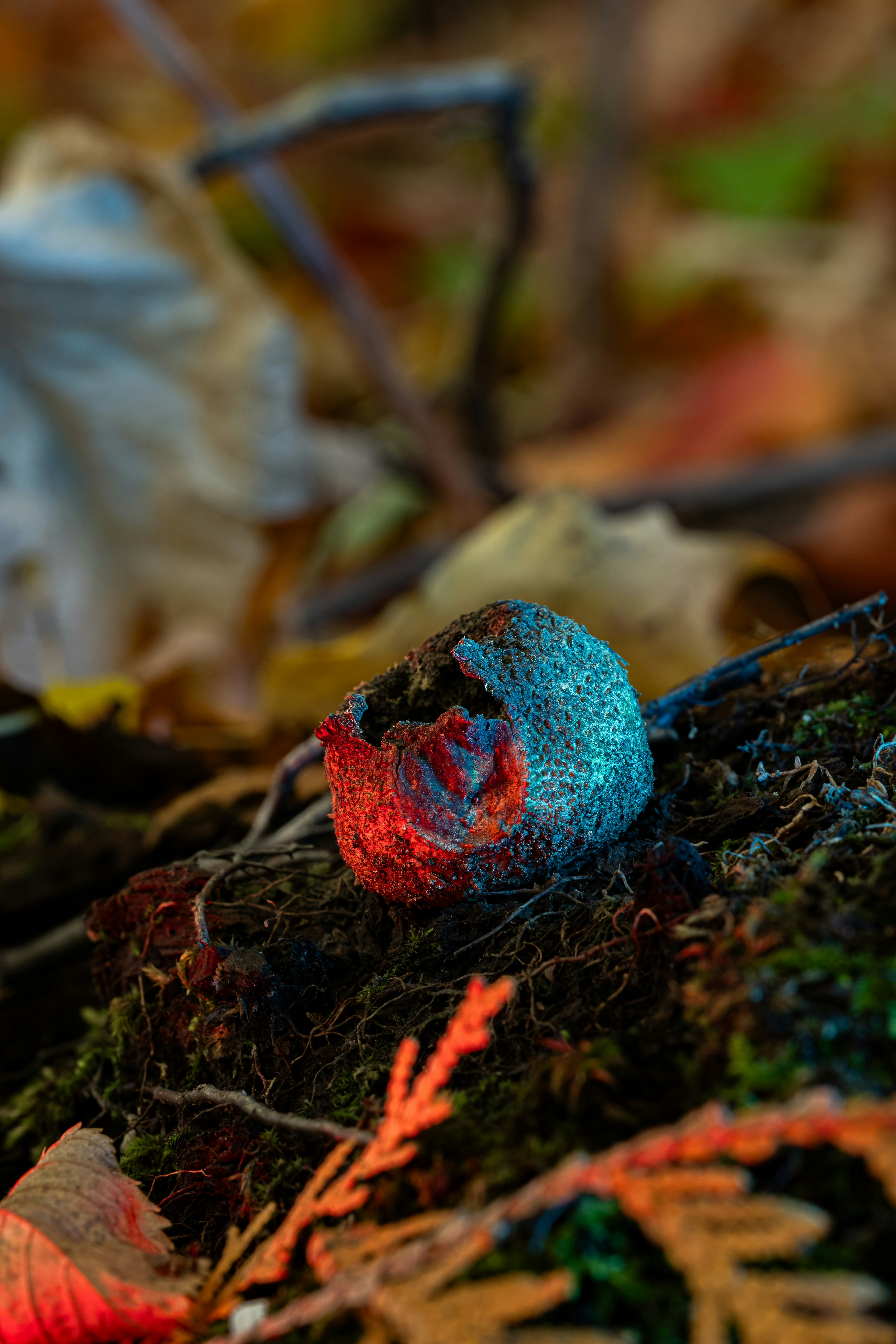 Frost-Kissed Orb of Color on a Leaf-Litter Stage
