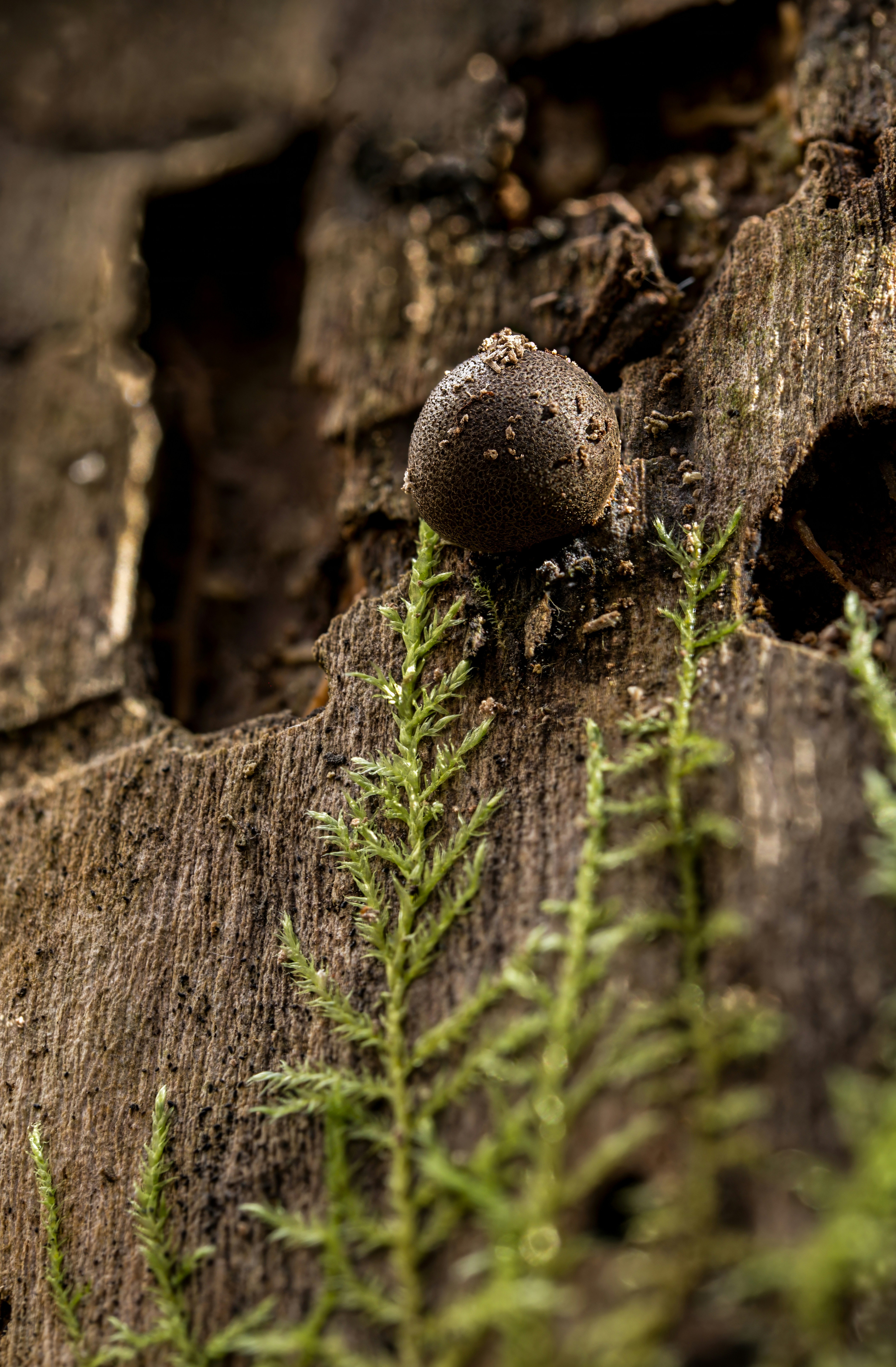 Dark Sphere on Weathered Bark, Framed by Delicate Moss Fronds
