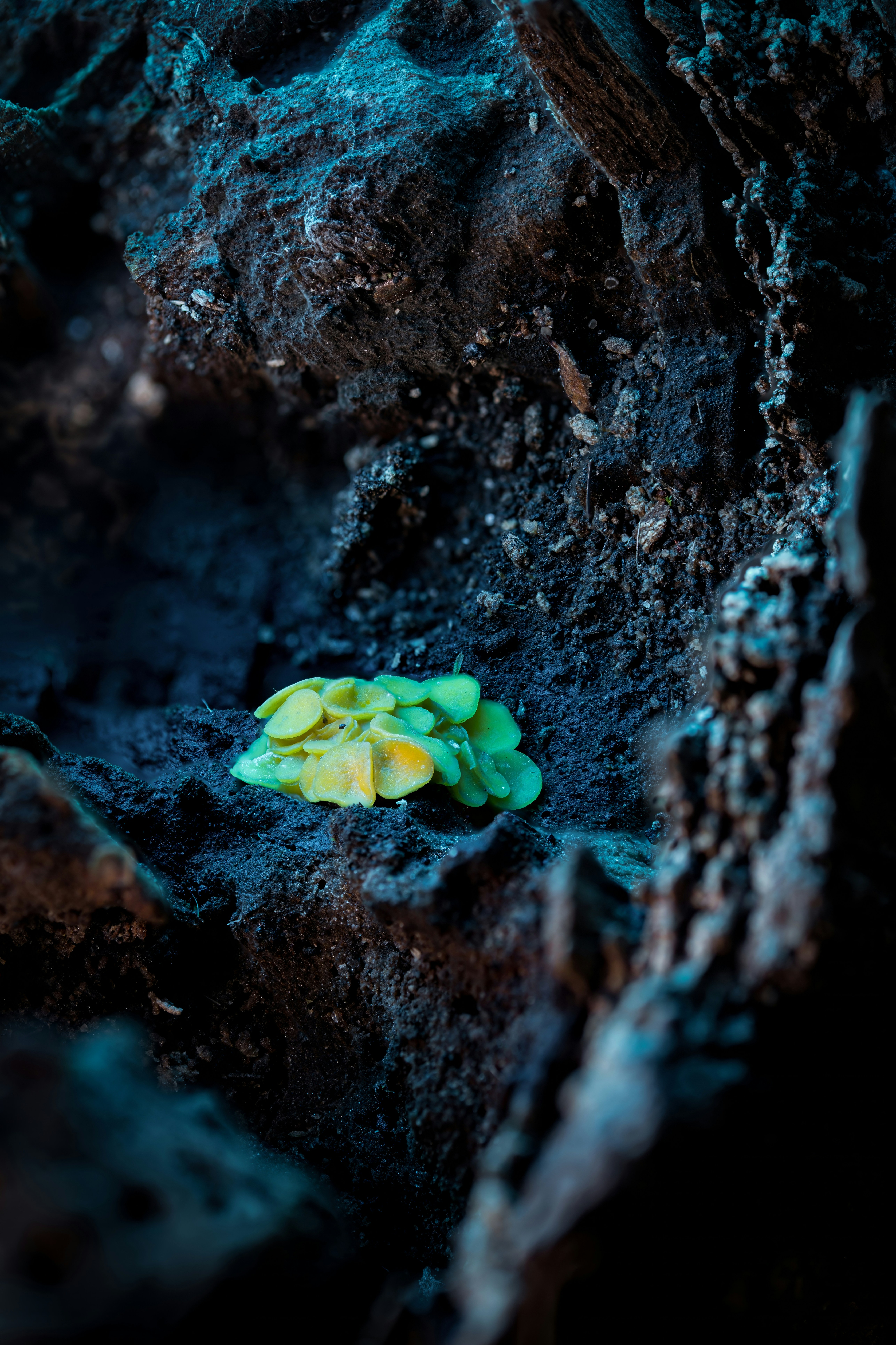 Neon Fungus Nest Hidden in a Lava Grotto