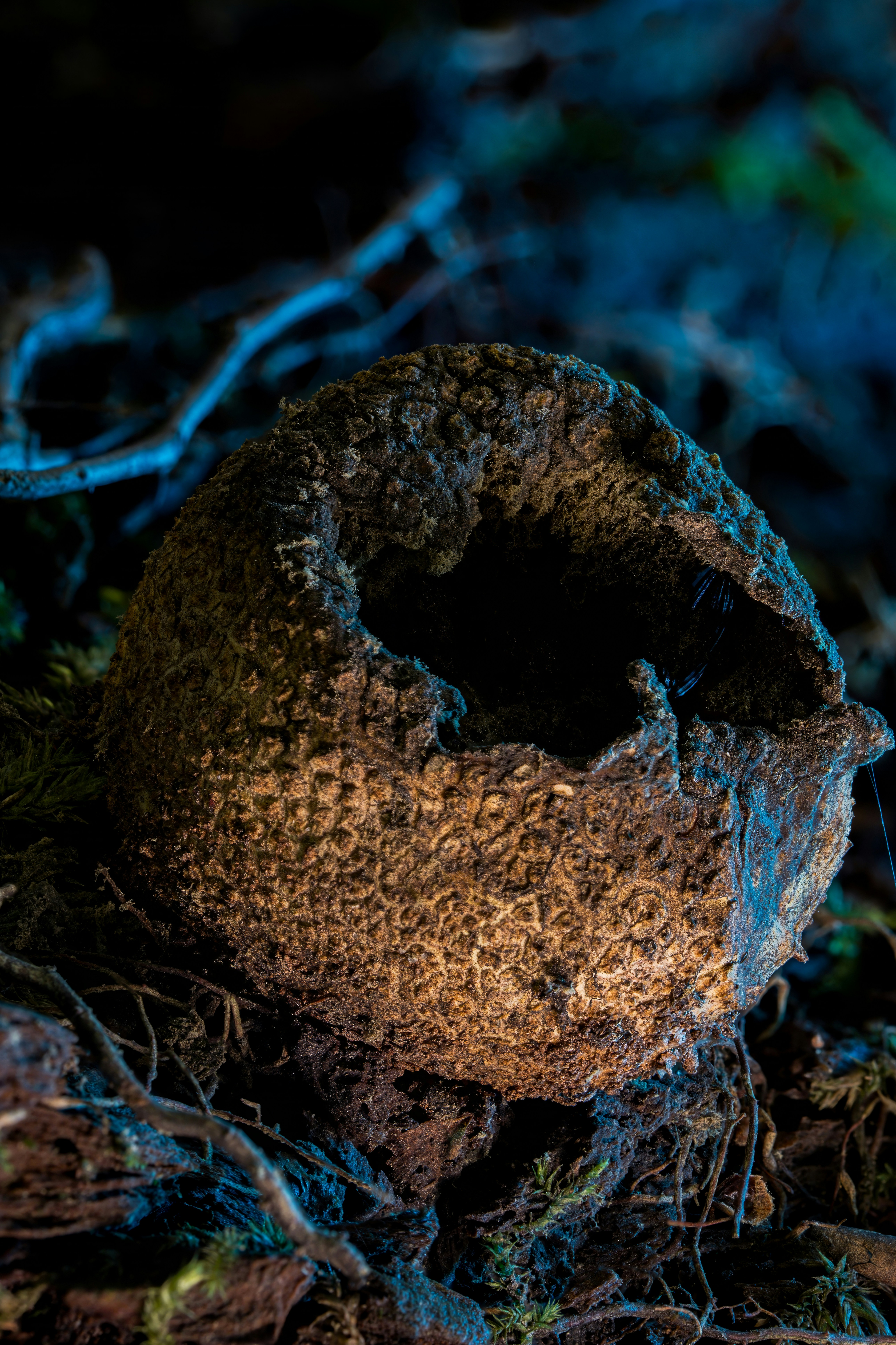 Hollow Orb Amid Moss: Time-Worn Texture in Blue-Amber Light