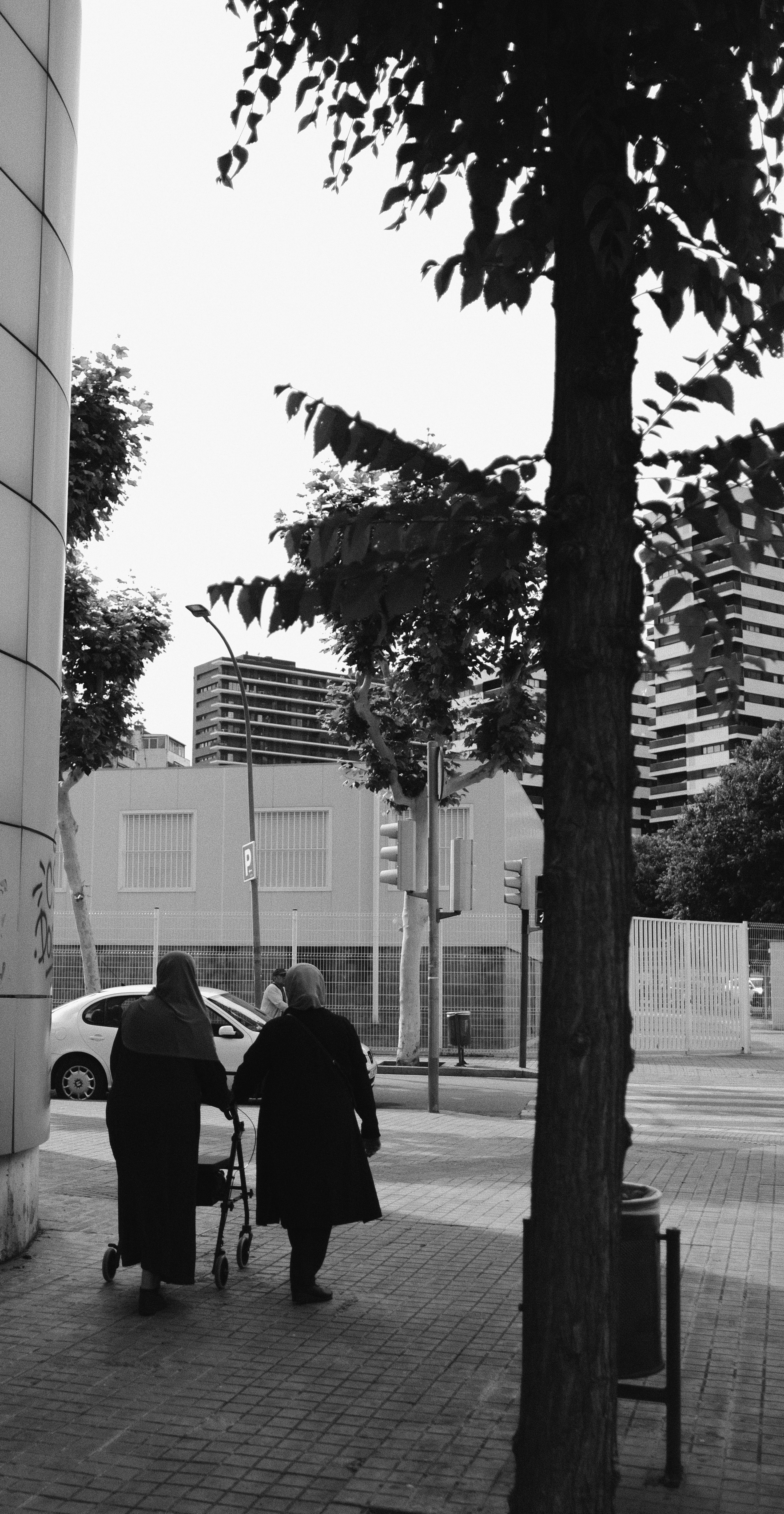 Evening Stroll with a Walker: Quiet Companions on a Tree-Shaded City Street
