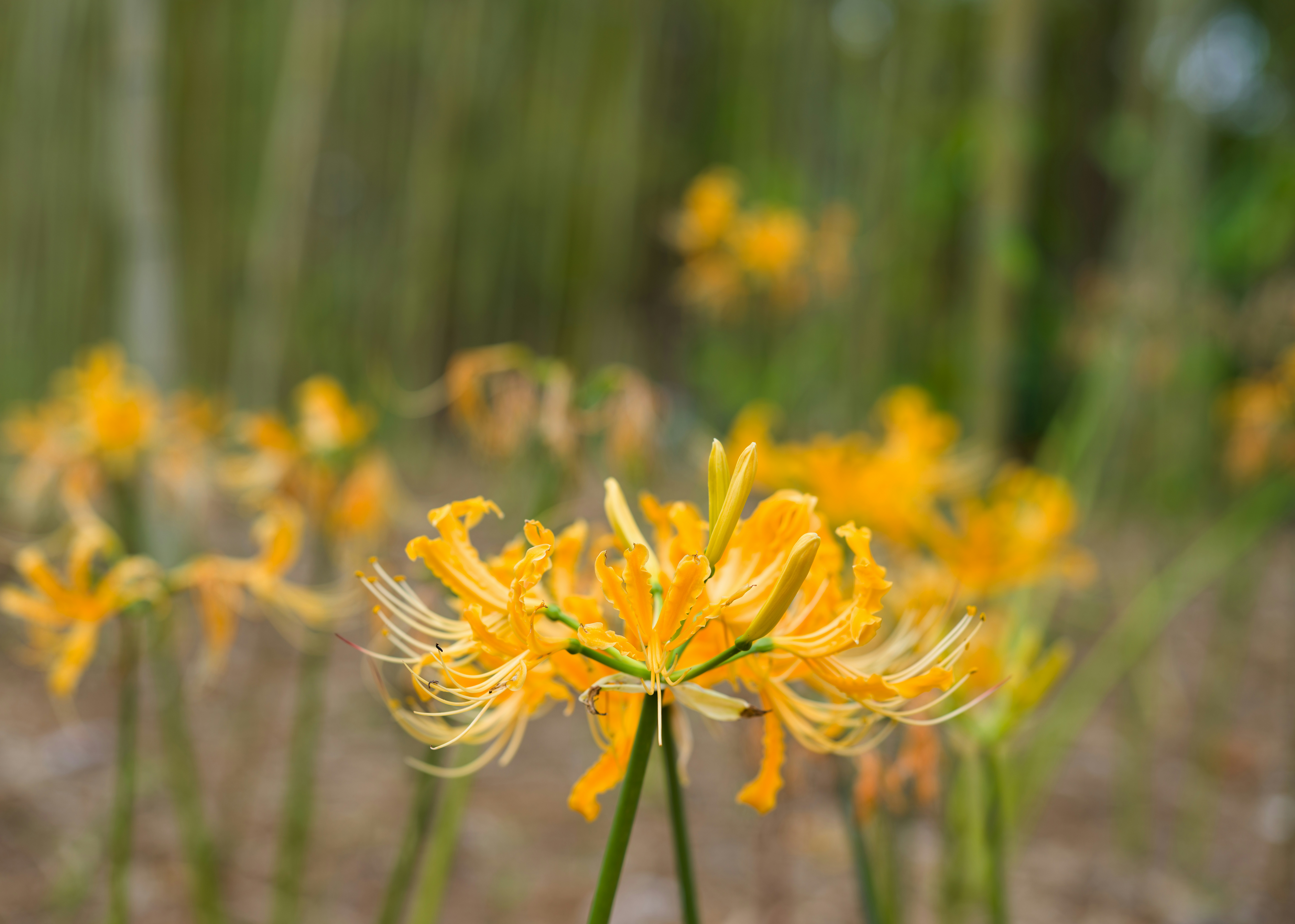 Amber Bloom at the Center: An Orange Spider Lily in Velvet Bokeh