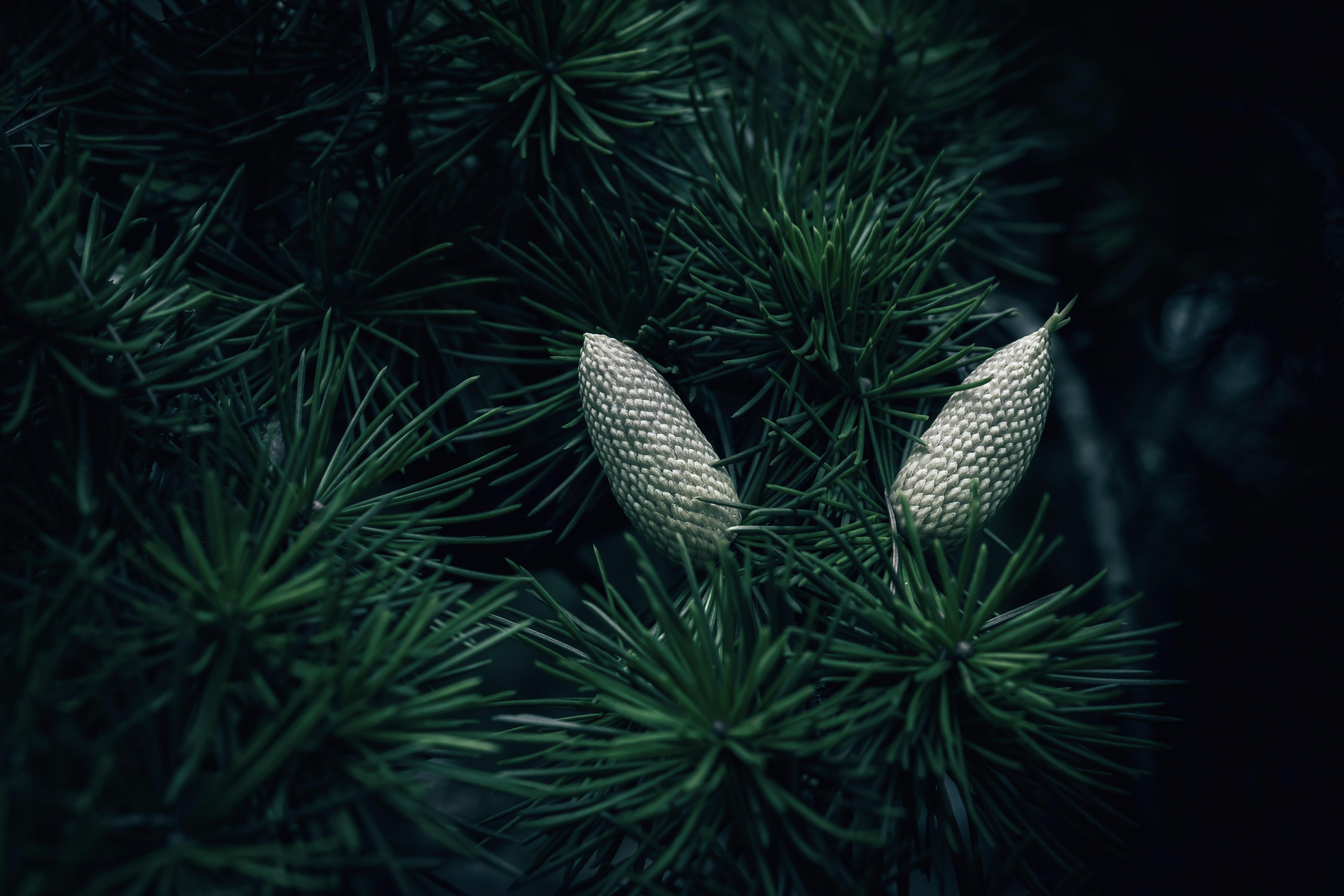 Twinned Pine Cones Amid Moonlit Needle Bed