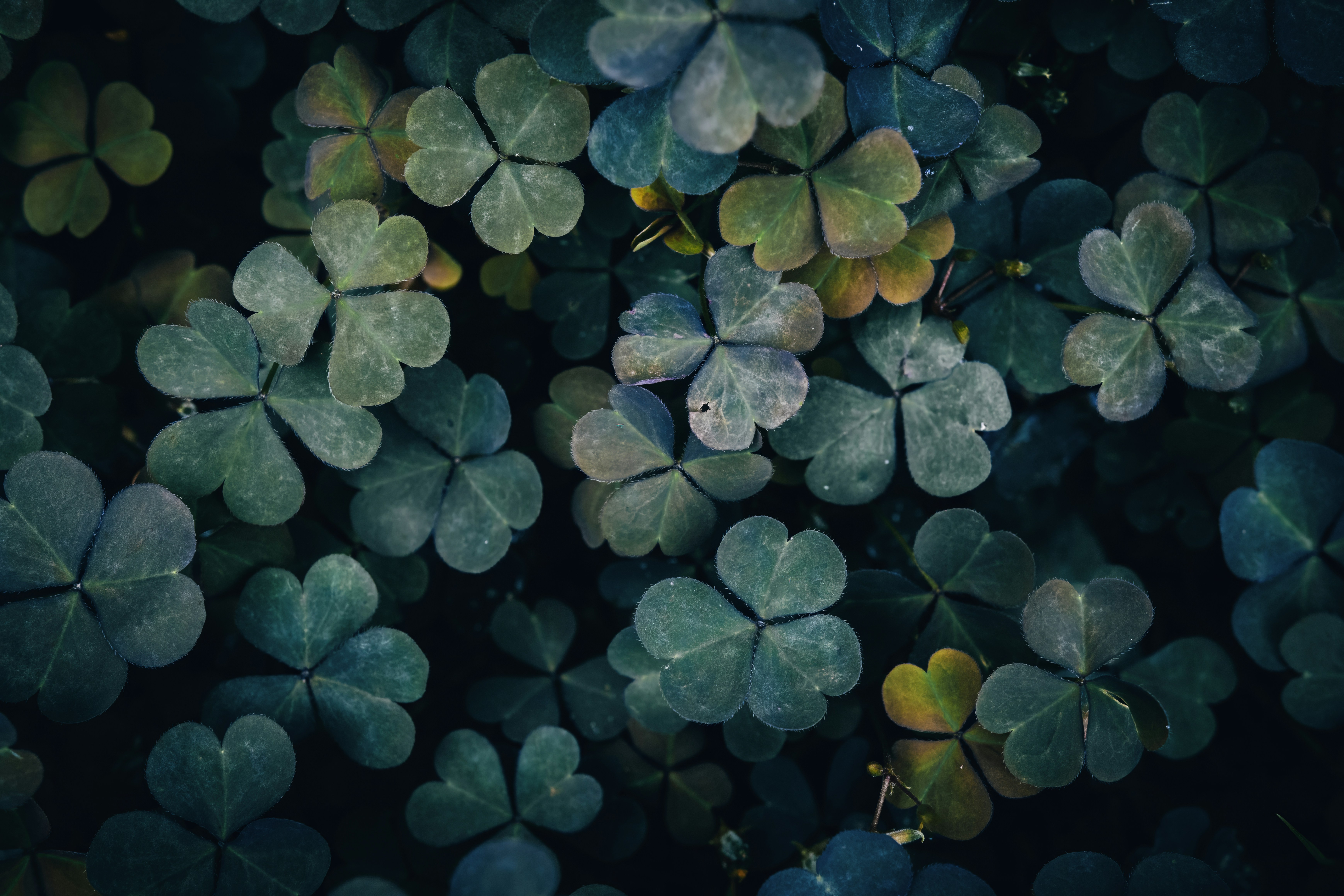 A bunch of clovers that are all over the place photo – Free Serbia ...