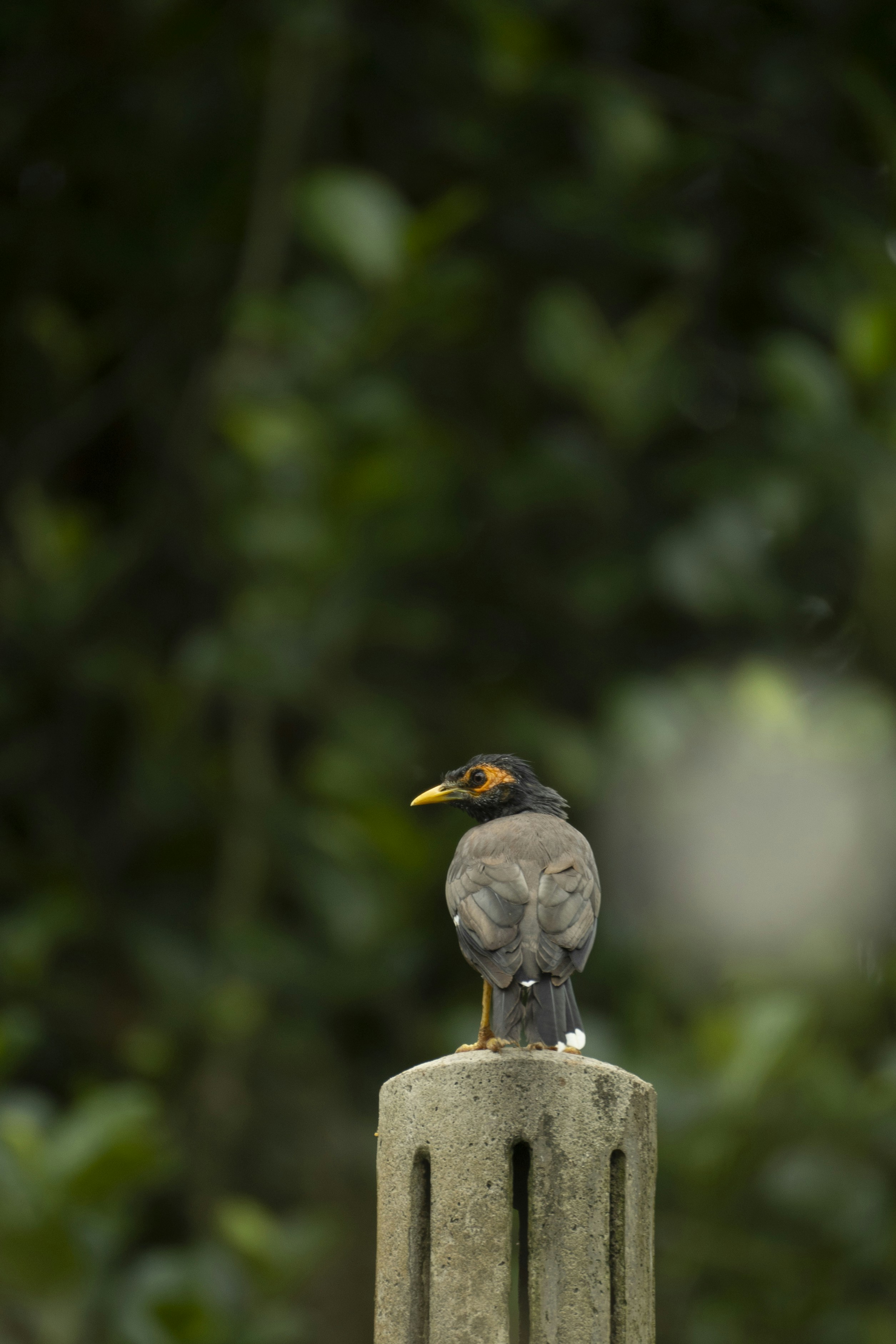 Fencepost Watcher: A Bird on a Weathered Pillar
