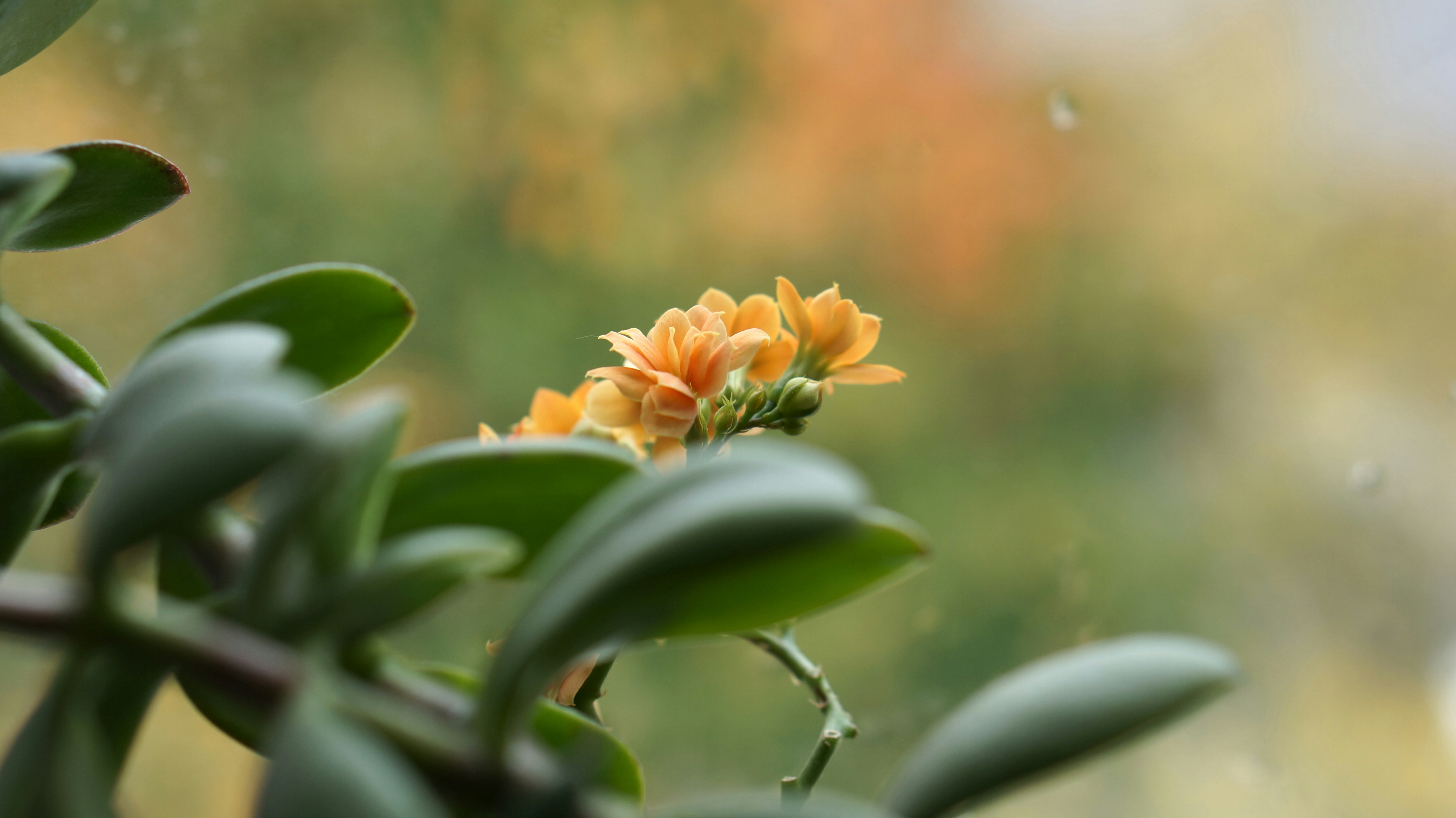 Amber Bloom in a Velvet Green Bokeh
