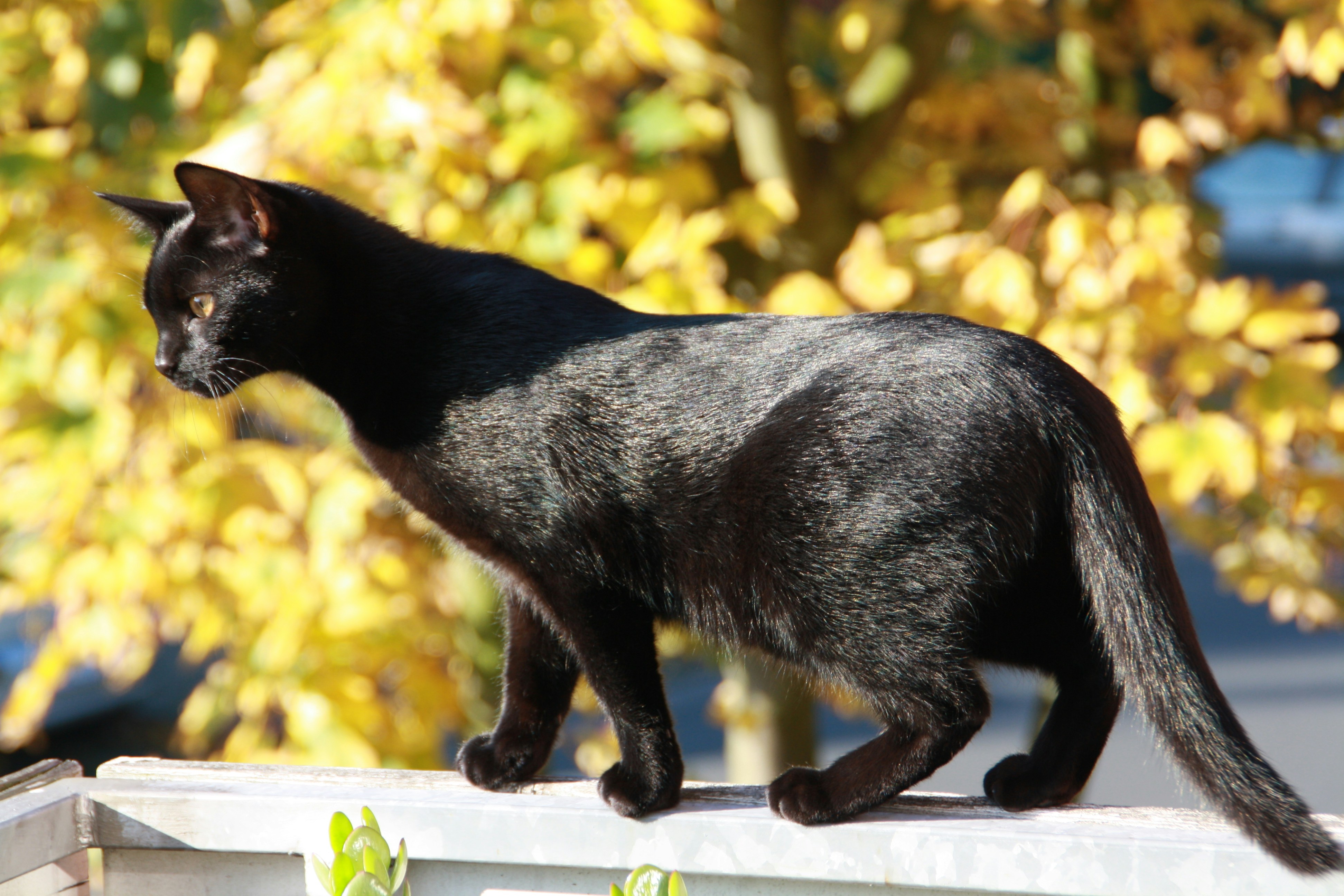 Sunlit Edgewalker: A Black Cat Traverses a Leaf-Gilded Railing