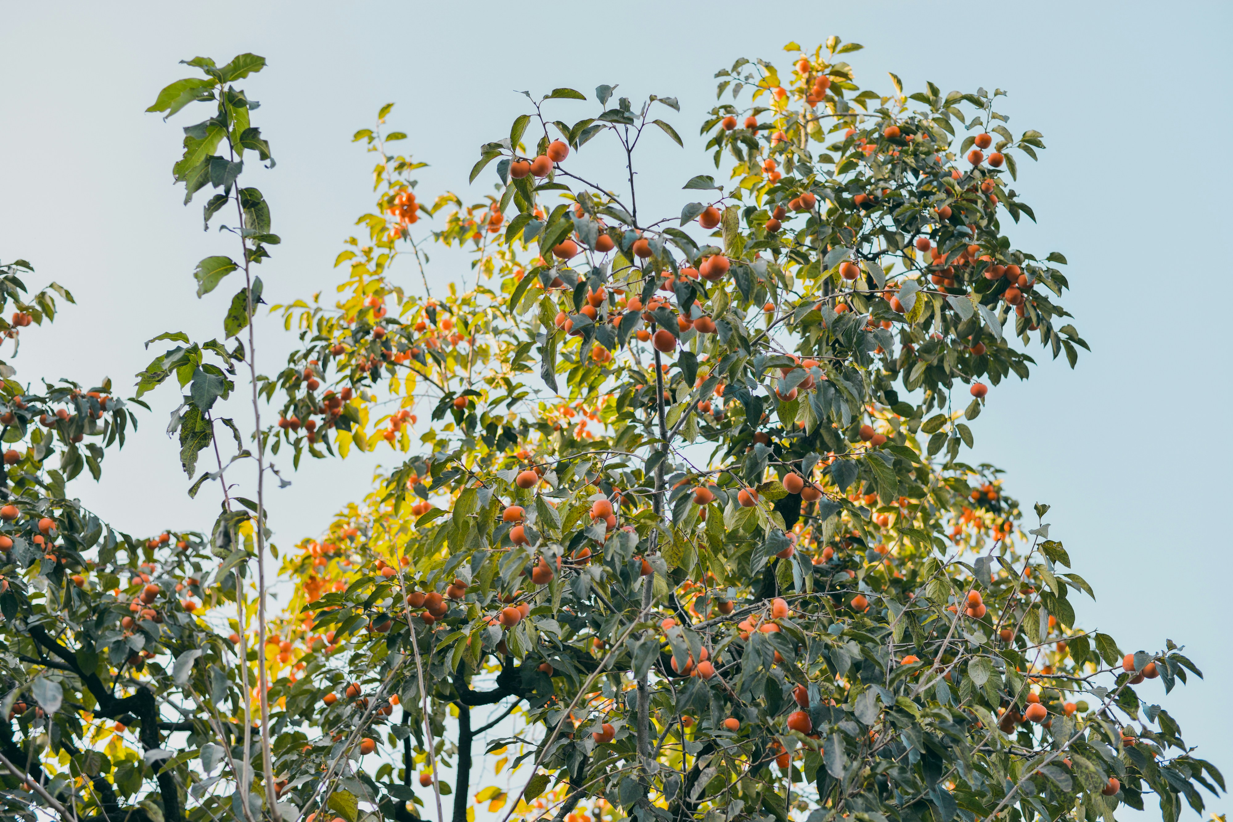 Autumn Orchard Canopy: Sunlit Orange Orbs Among Green Leaves