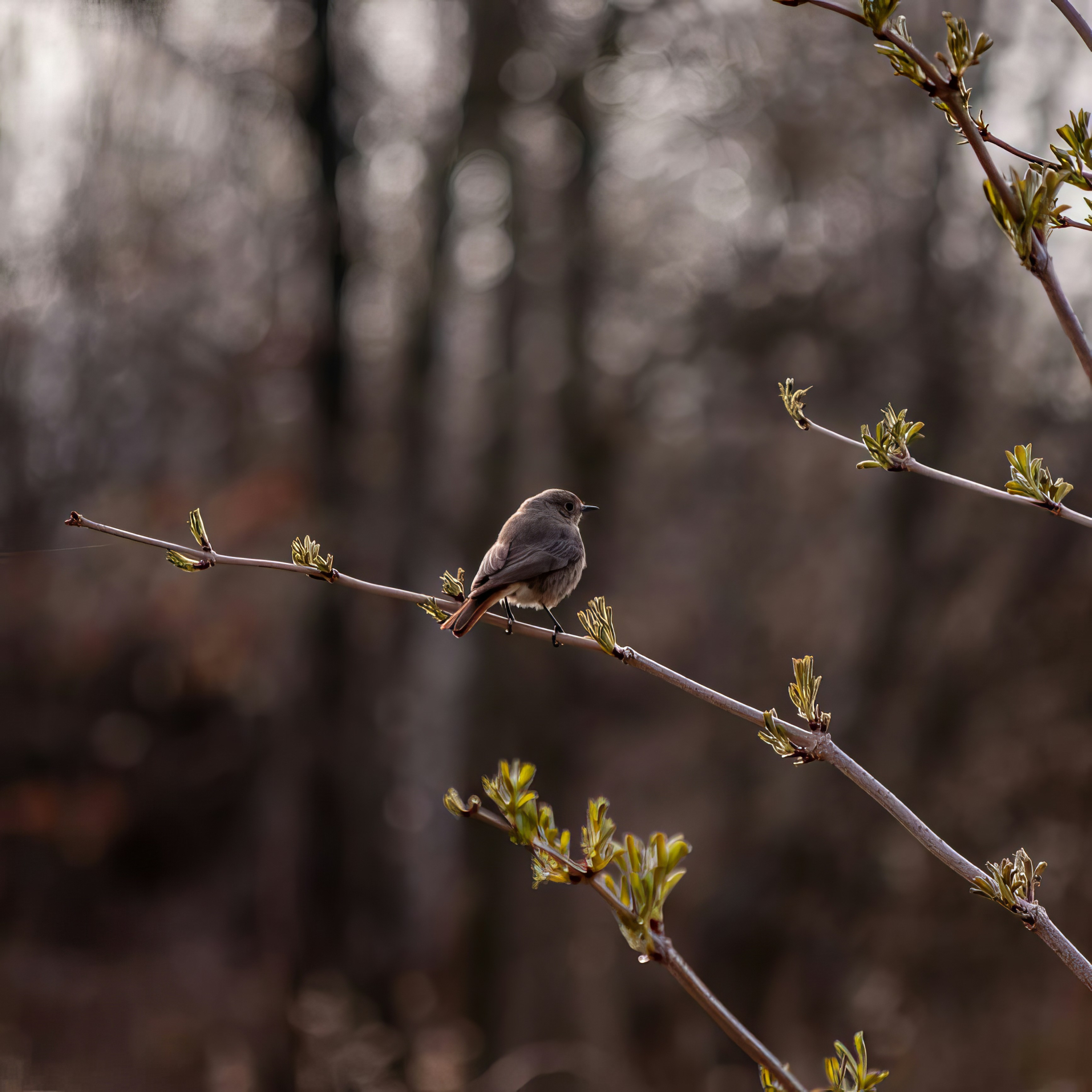 A small bird sitting on a branch of a tree photo – Free Animal Image on ...