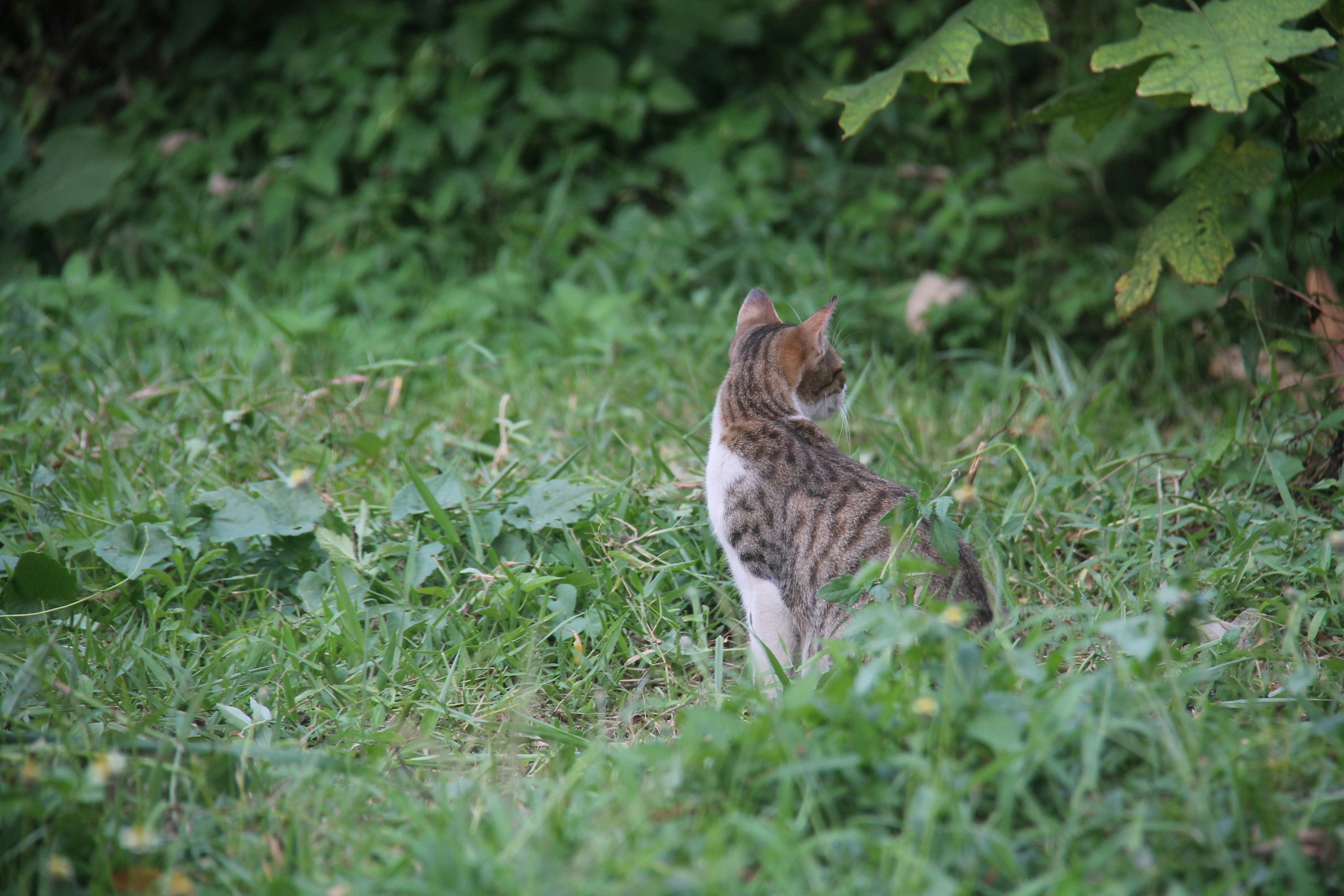 Curious brown and white cat on grassy field