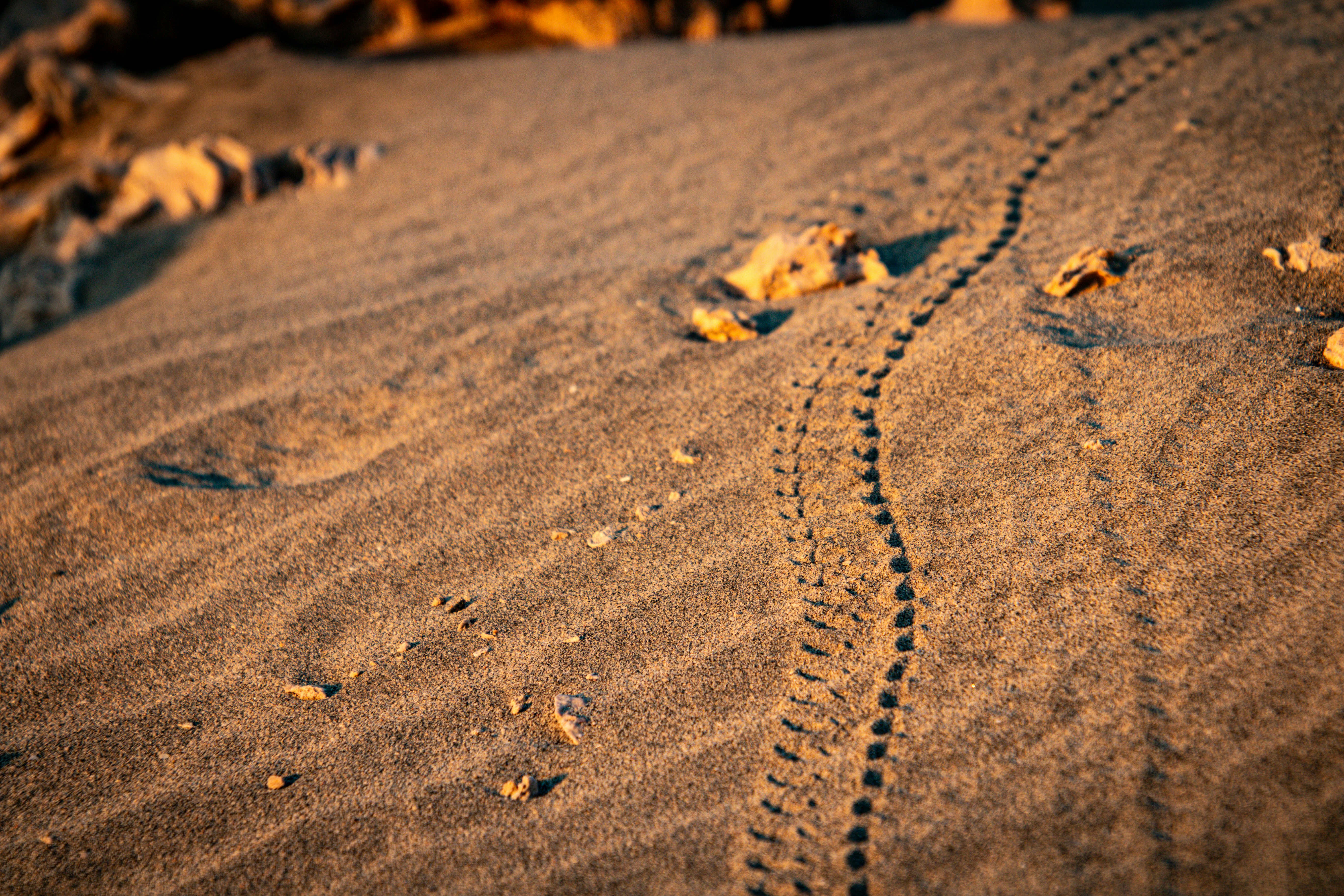Golden hour sunlight sweeps across a desolate beach, casting long, dramatic shadows over a set of delicate crab tracks. The rhythmic, dotted trail weaves a silent story of a creature's journey through the shifting sands toward the rugged coastline. Every grain of sand is illuminated, creating a rich, tactile texture that feels warm to the touch. The shallow depth of field draws focus to the intricate patterns left behind in the wake of the tide. This evocative image captures the quiet, fleeting beauty of nature's smallest wanderers under the soft, amber glow of a setting sun.