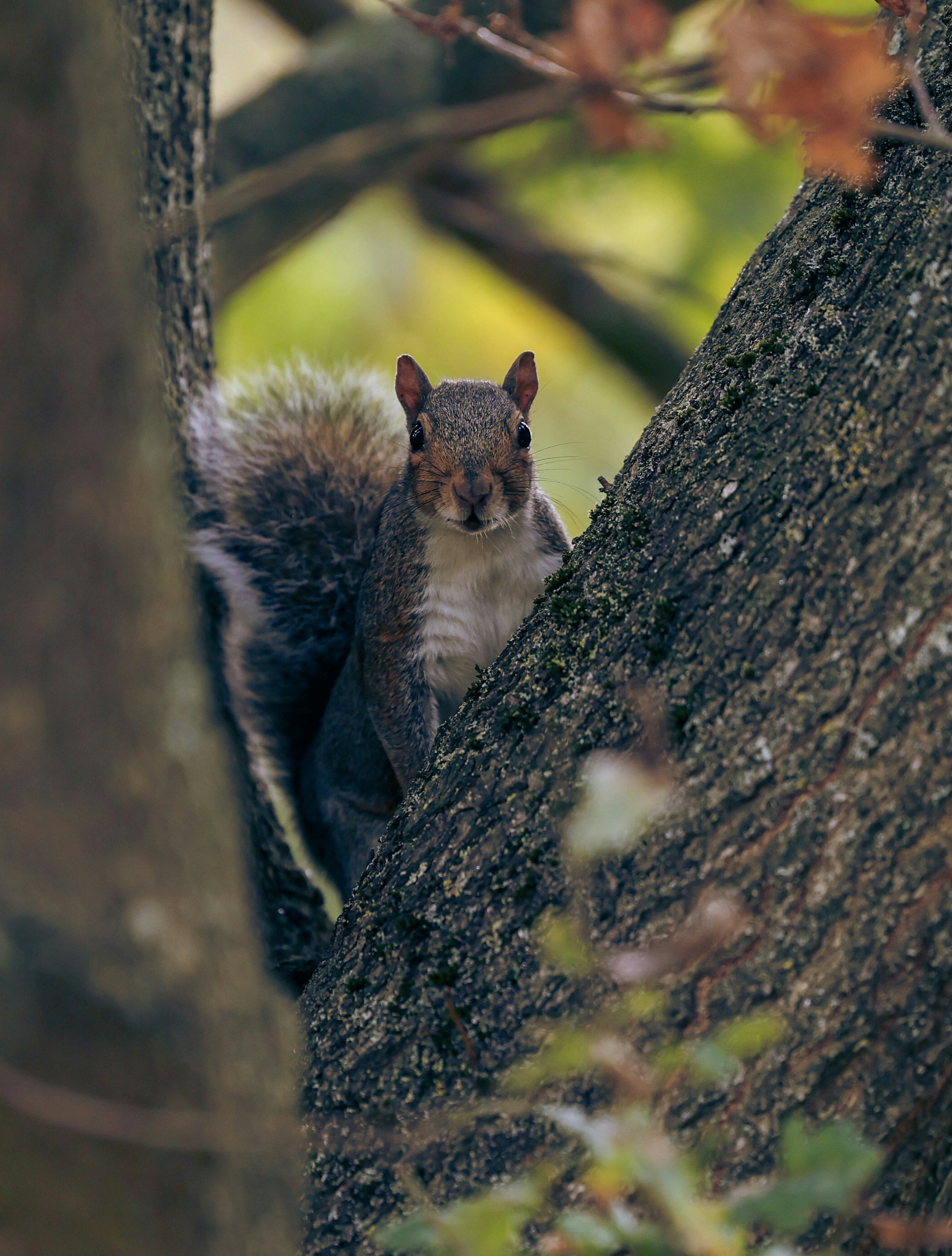 A squirrel is sitting in a tree looking at the camera photo – Free ...