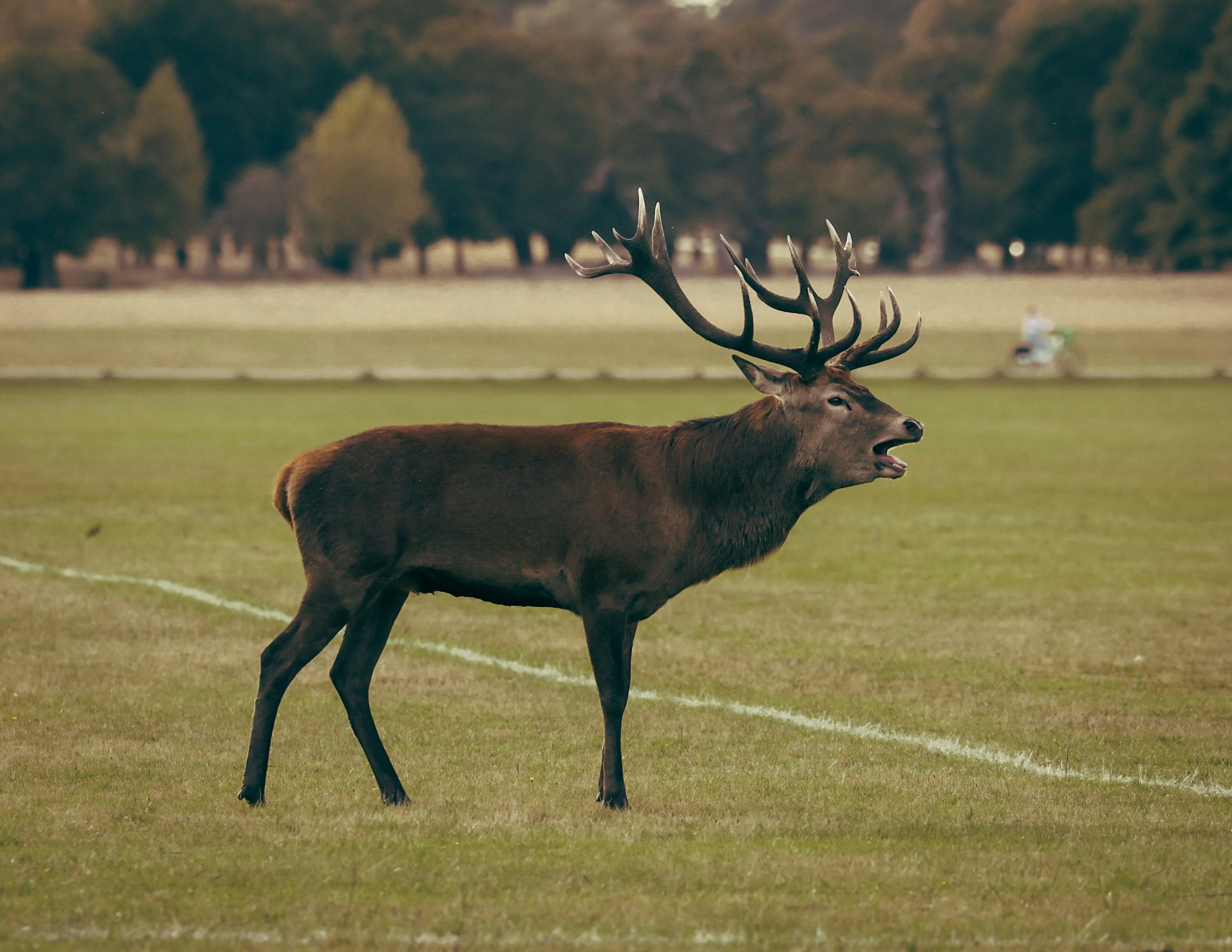 Antlered Stag in a Quiet Park Meadow