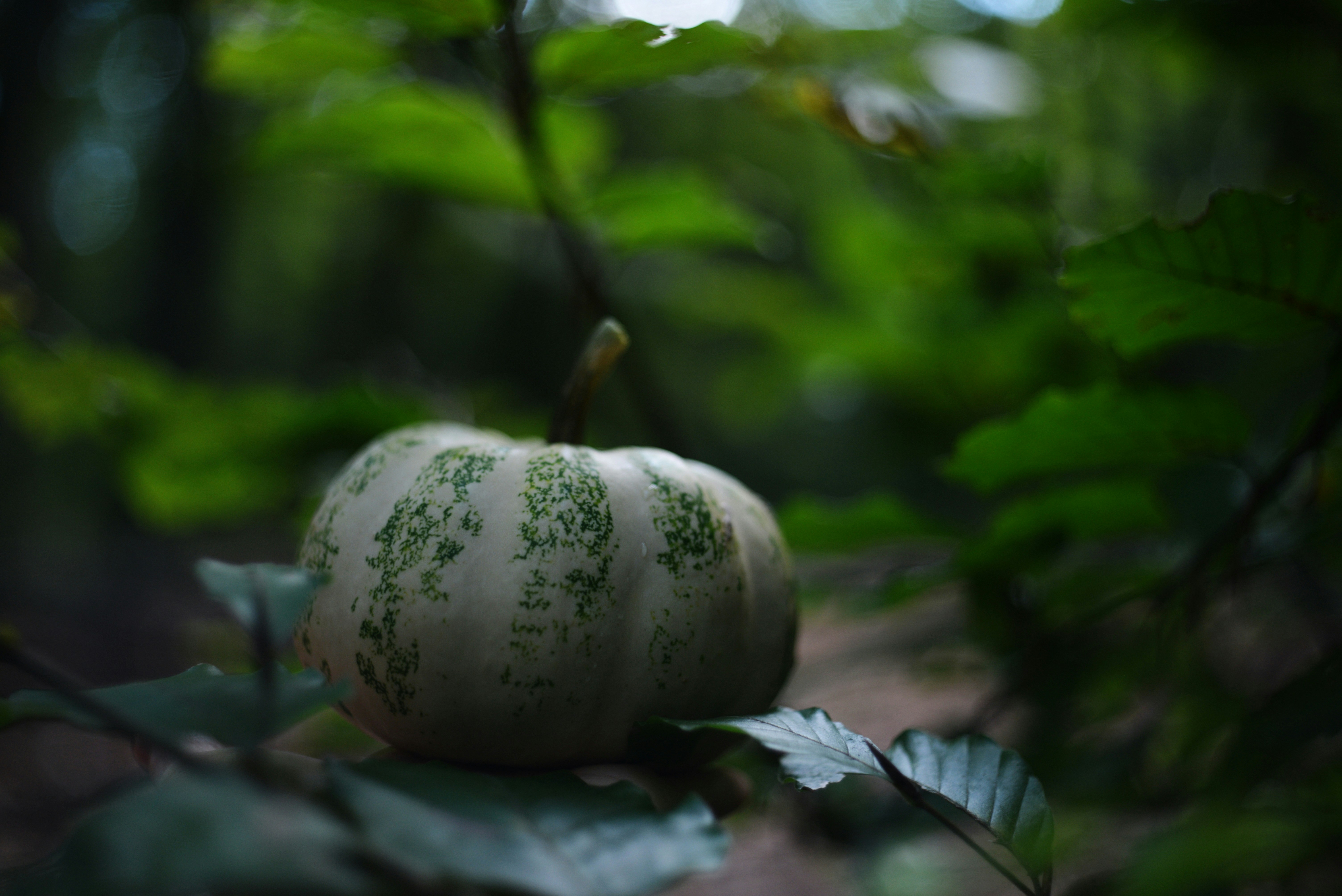 A white pumpkin sitting on top of a leaf covered tree photo – Free Kyiv Image on Unsplash