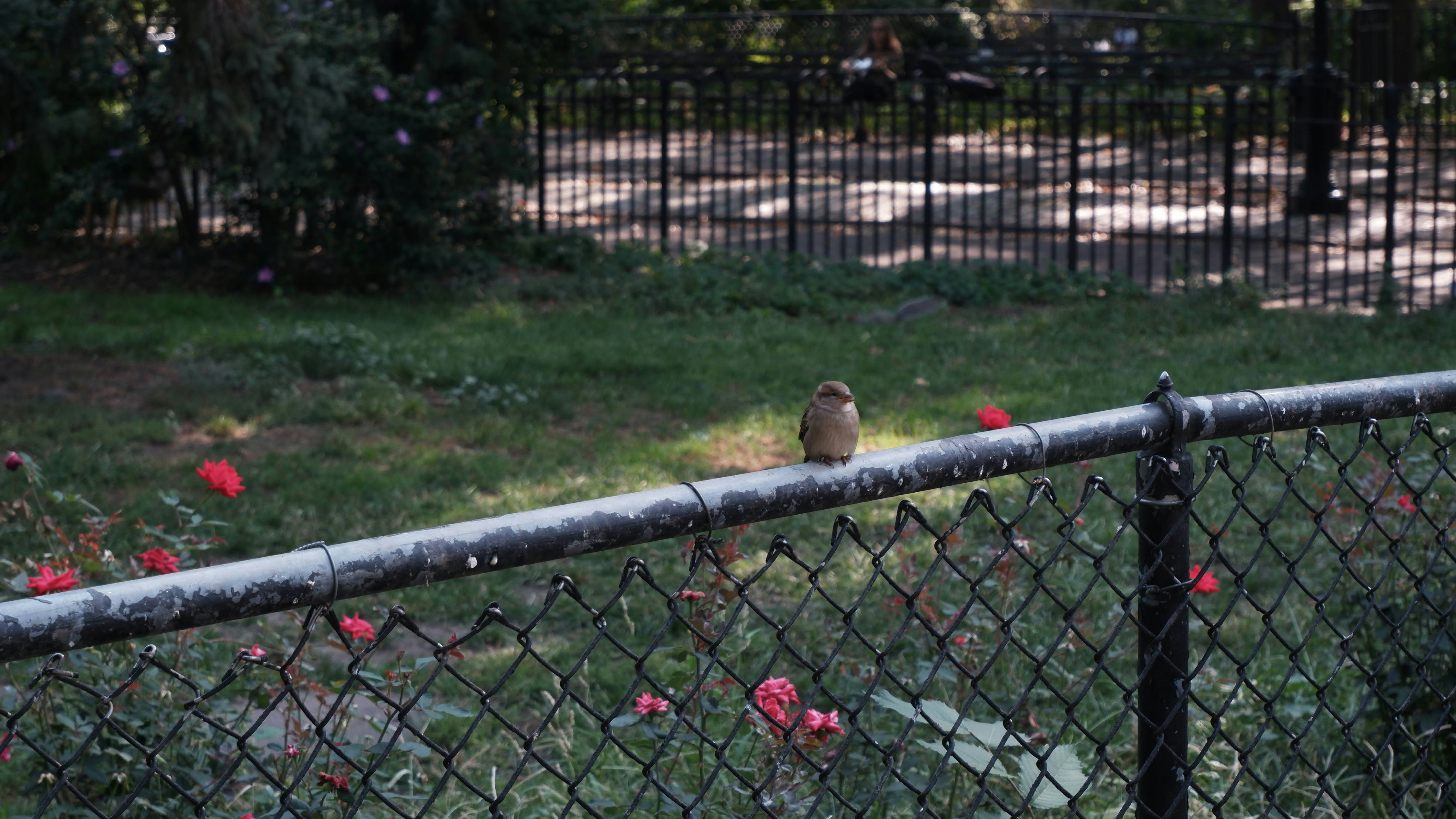 Tiny Park Sentinel on a Weathered Rail Amid Ruby Blooms