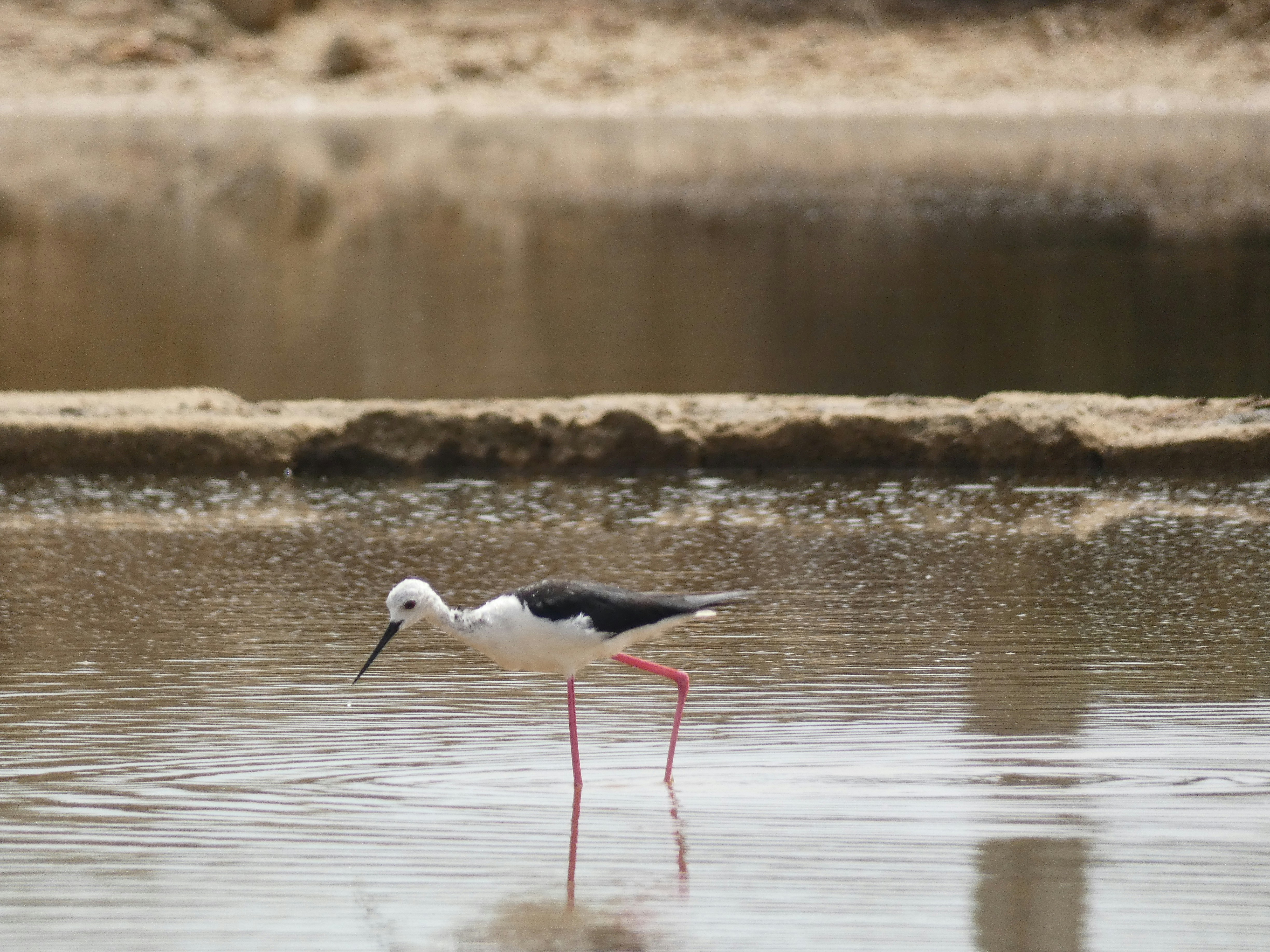 Black and white bird with long legs wading in shallow water.