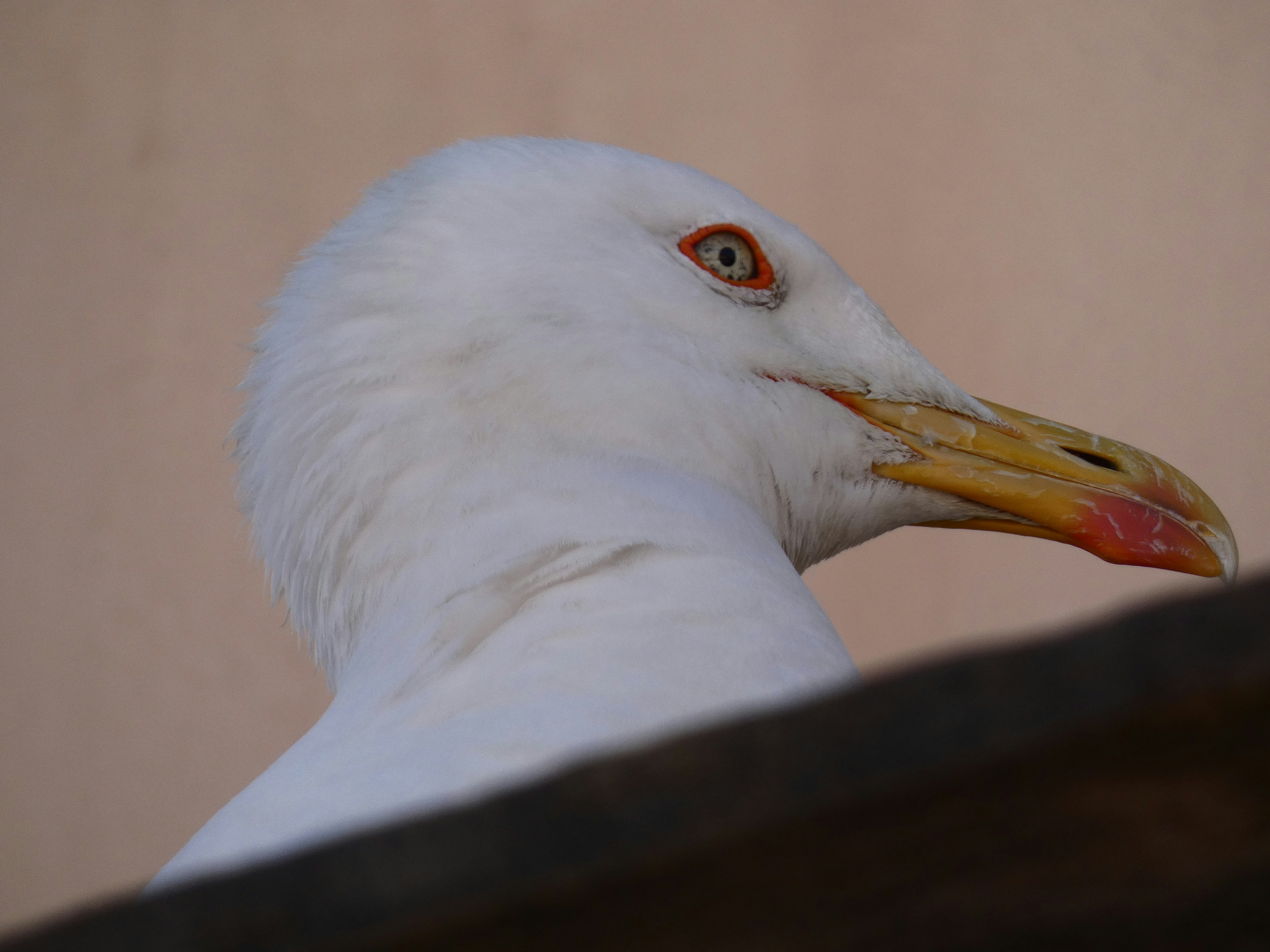 Profile Portrait of a Seagull: White Feathers, Red Eye, Amber Beak