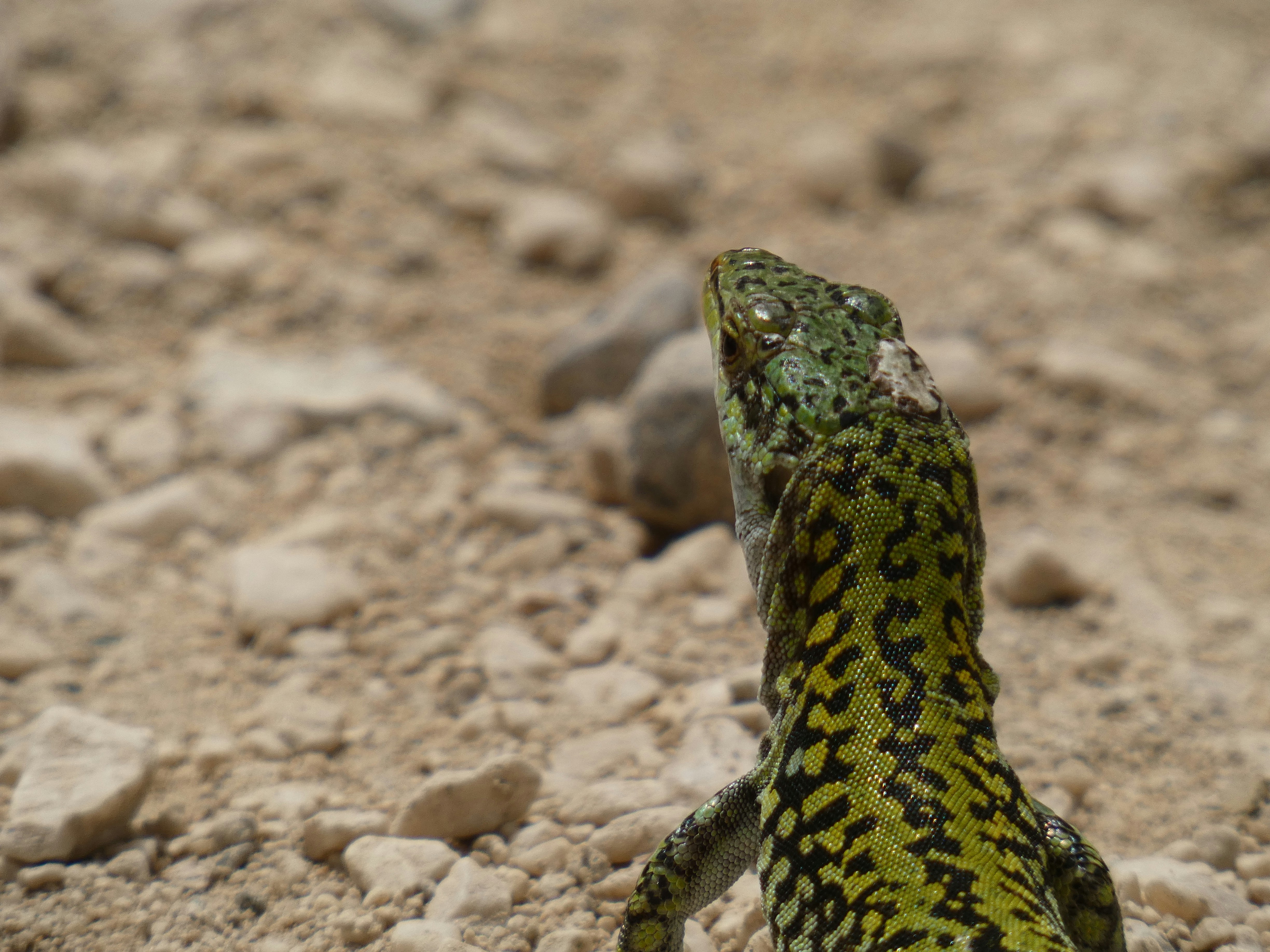 Photo by Dario Bertolino with Panasonic Lumix FZ82