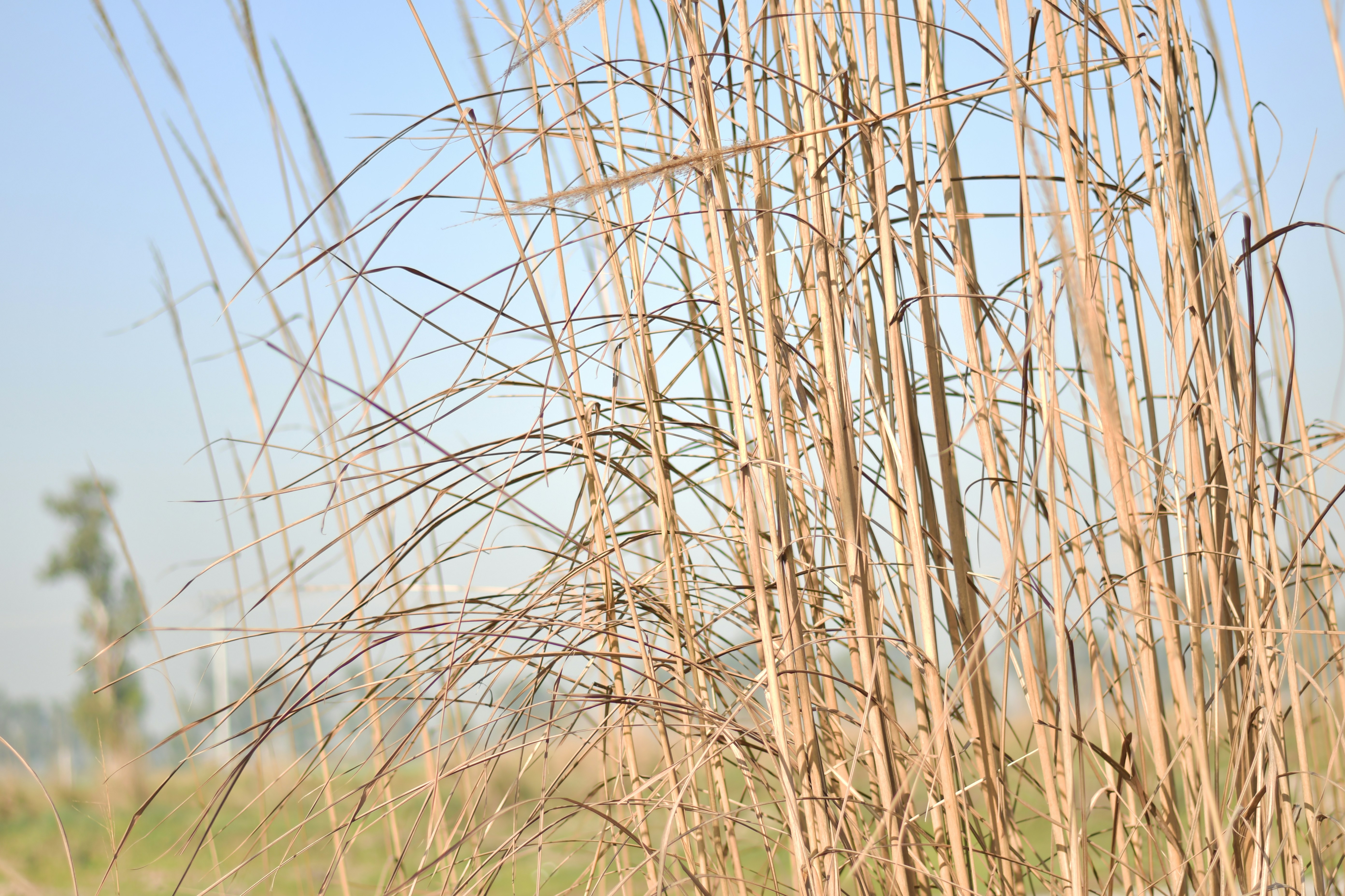 Sun-bleached Reeds at the Edge of a Quiet Meadow
