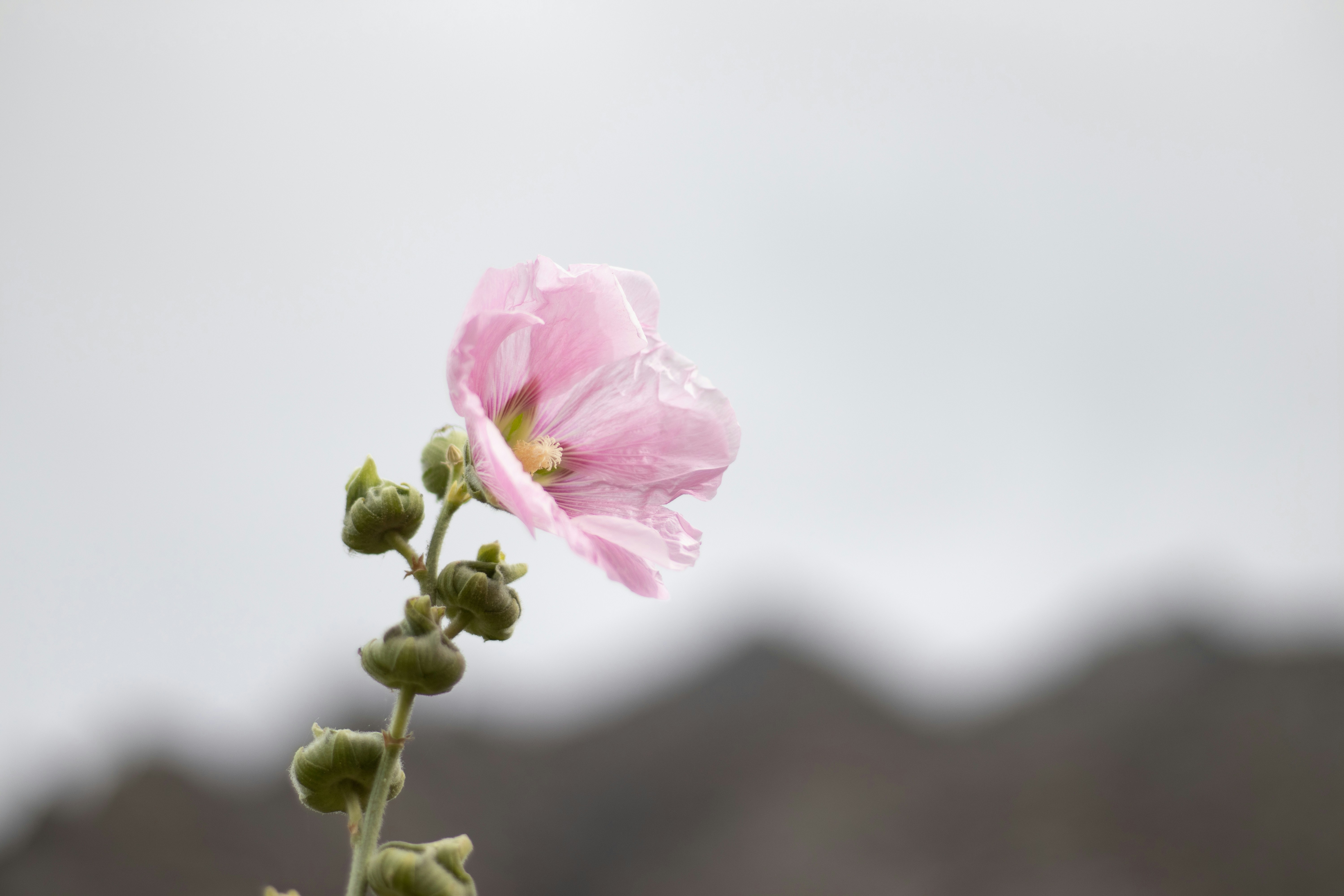 Pink Bloom at the Edge of a Hazy Ridge