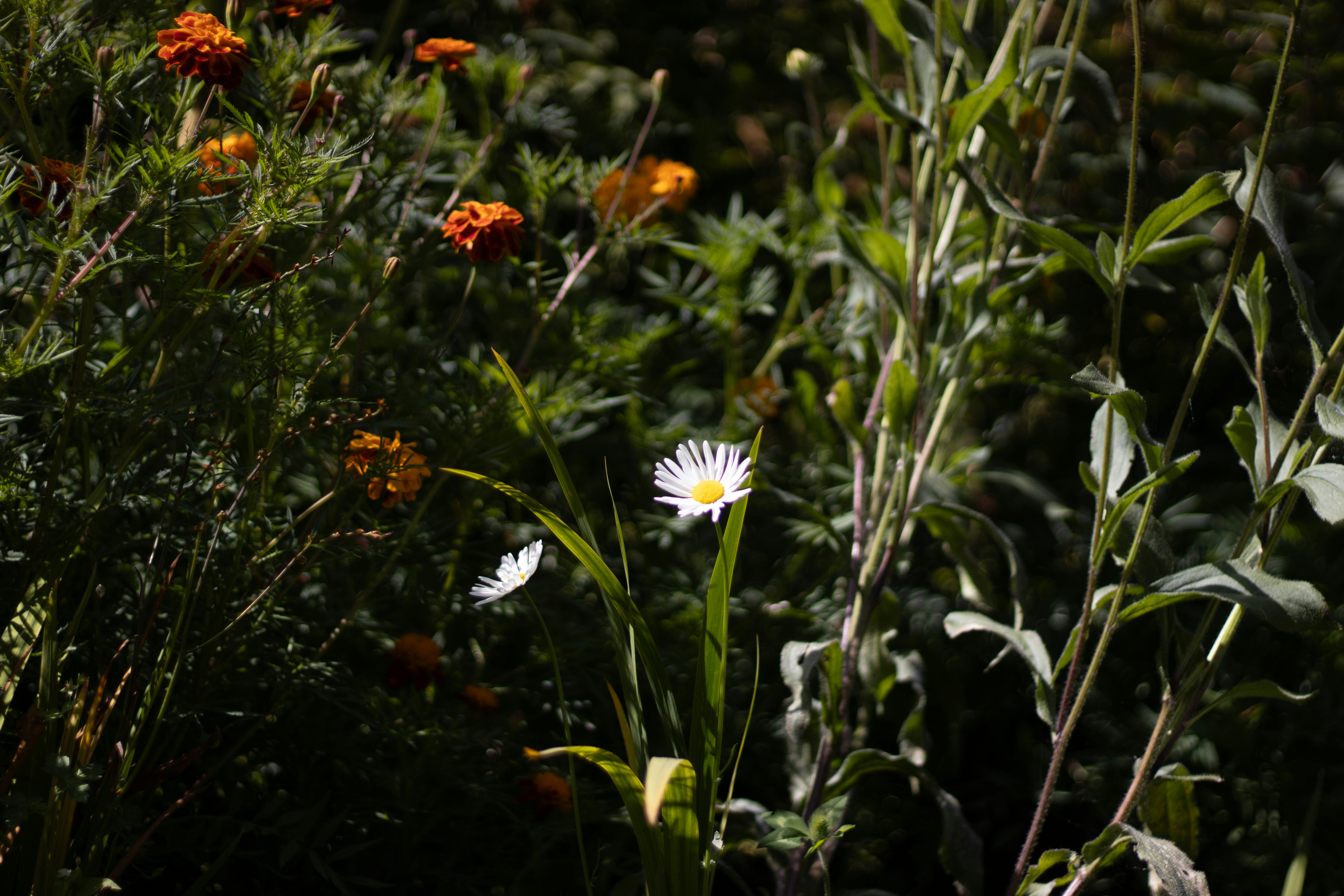 Center Daisy in a Patch of Shade: White Bloom Surrounded by Orange and Green