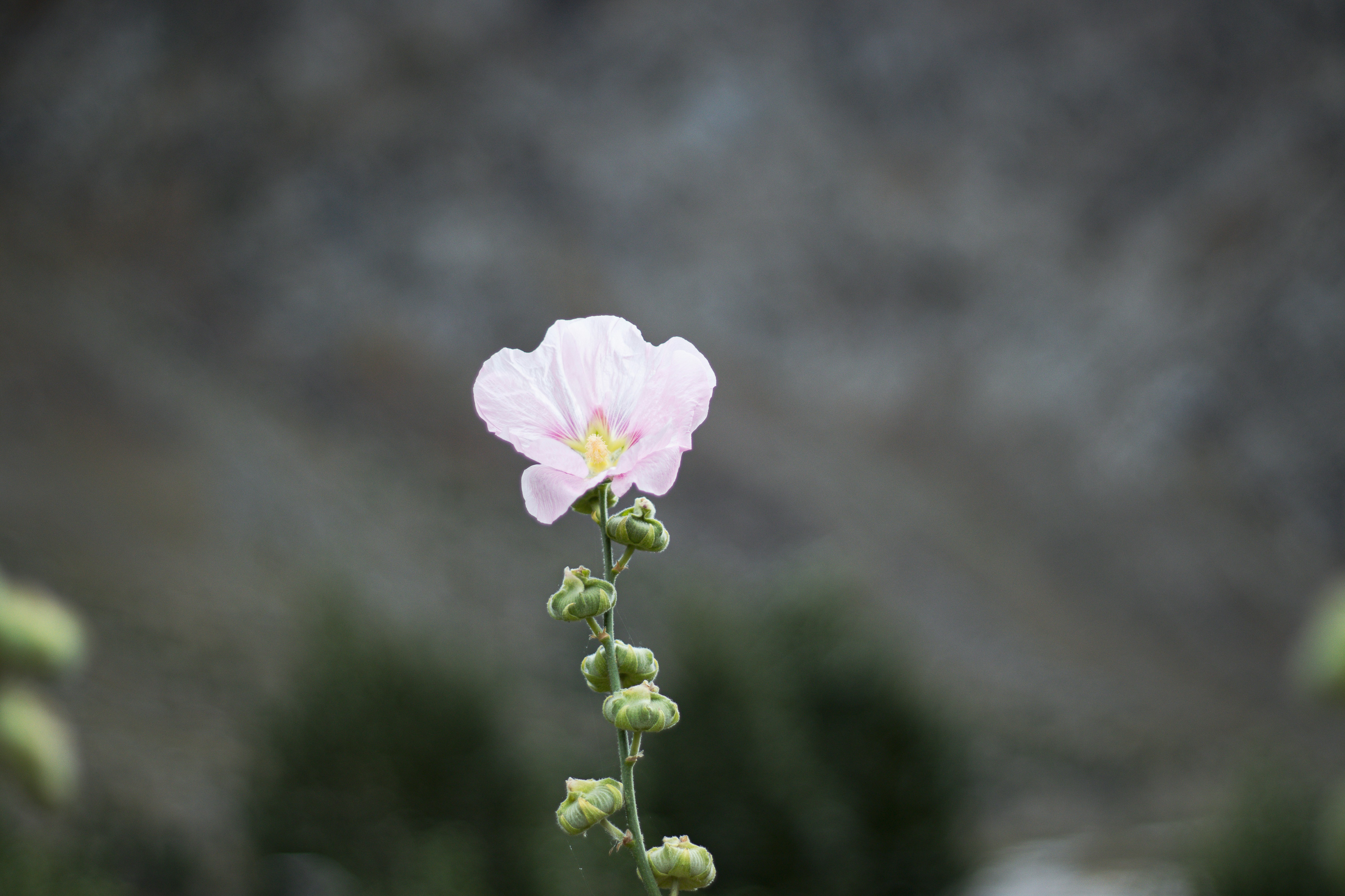 Petal Light: A Lone Pink Bloom Against a Velvet Blur