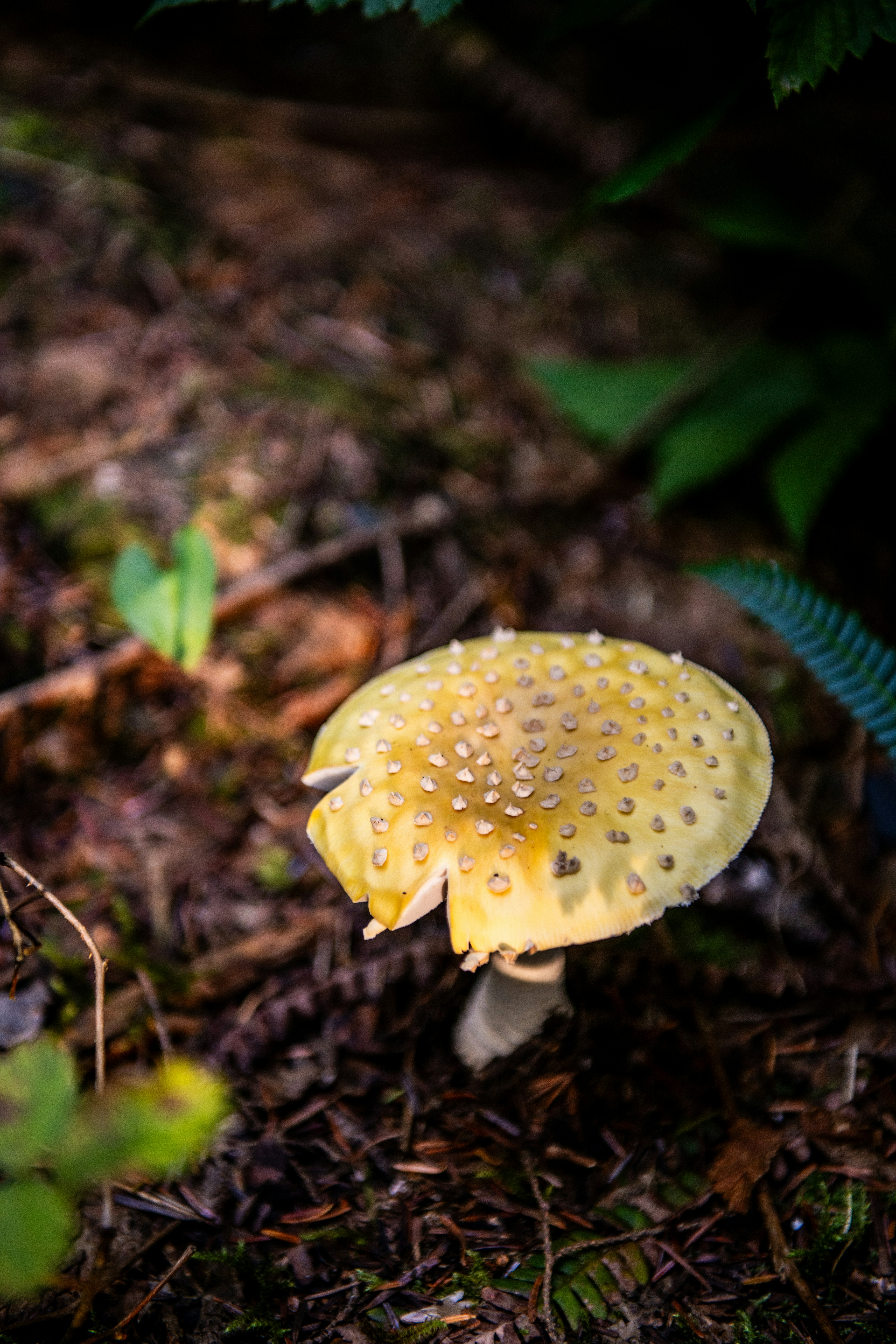 Golden Fungus Crown: A Mushroom Reaches for the Forest Light
