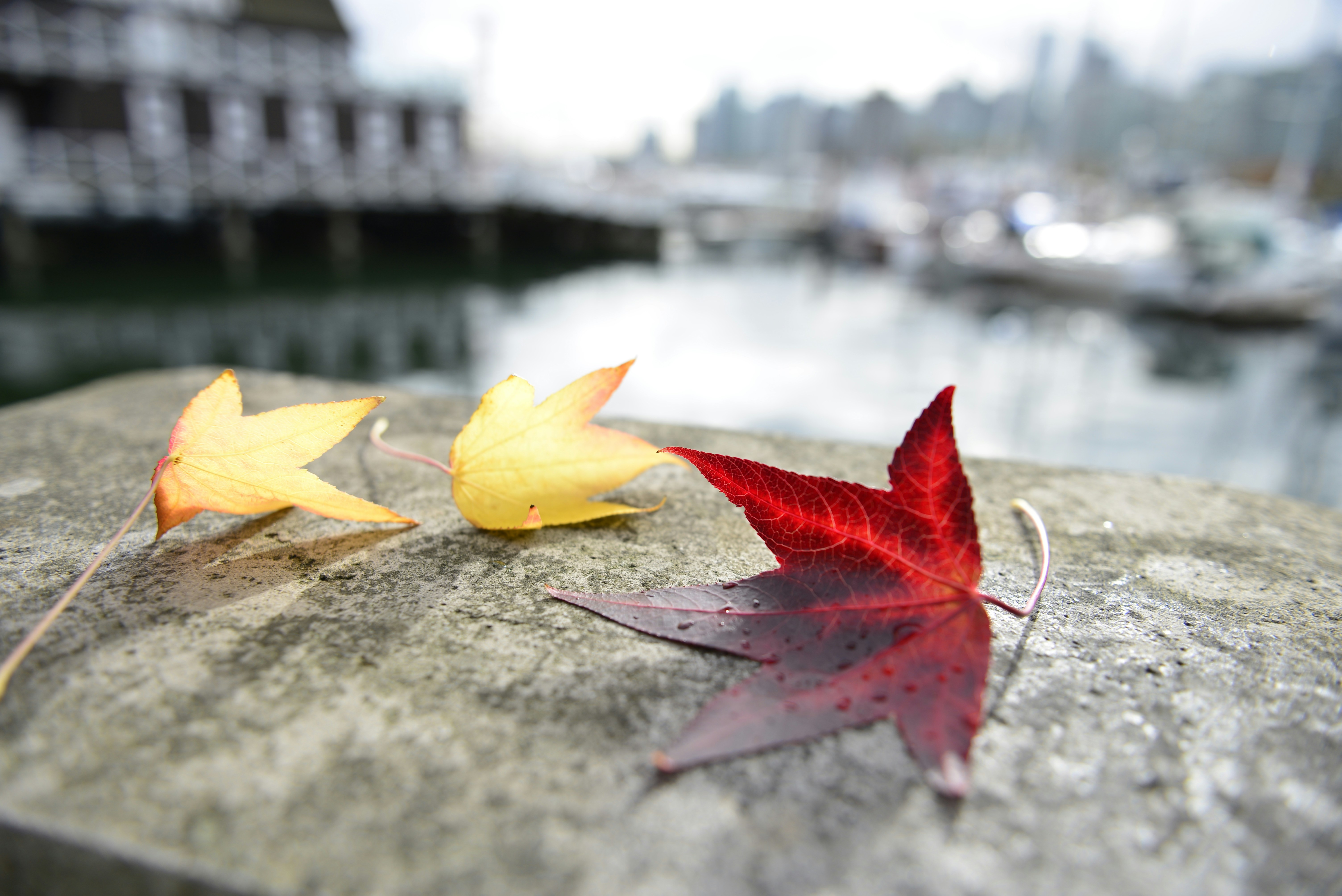 Crimson Leaf on Weathered Stone by a Quiet Marina