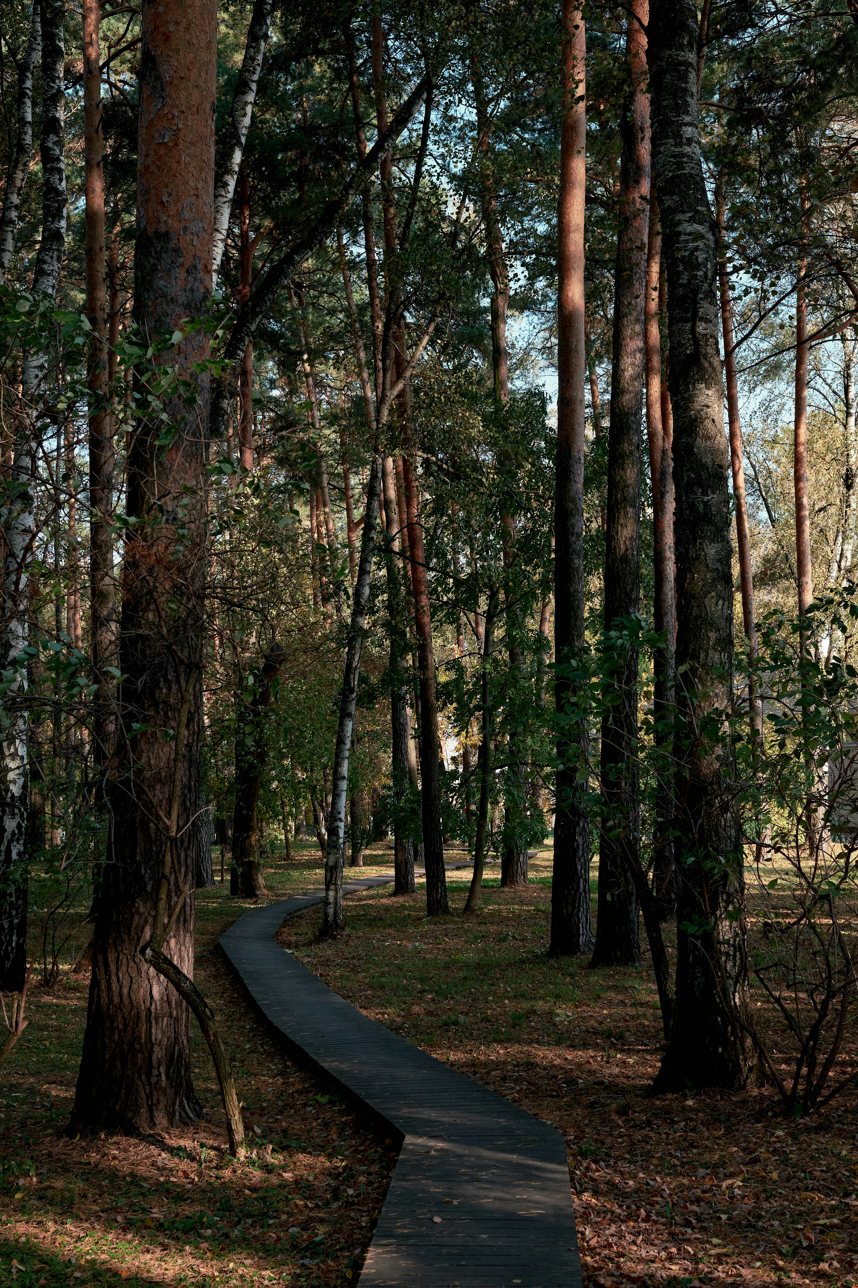 Pine Cathedral Path: A Winding Boardwalk into Dappled Light