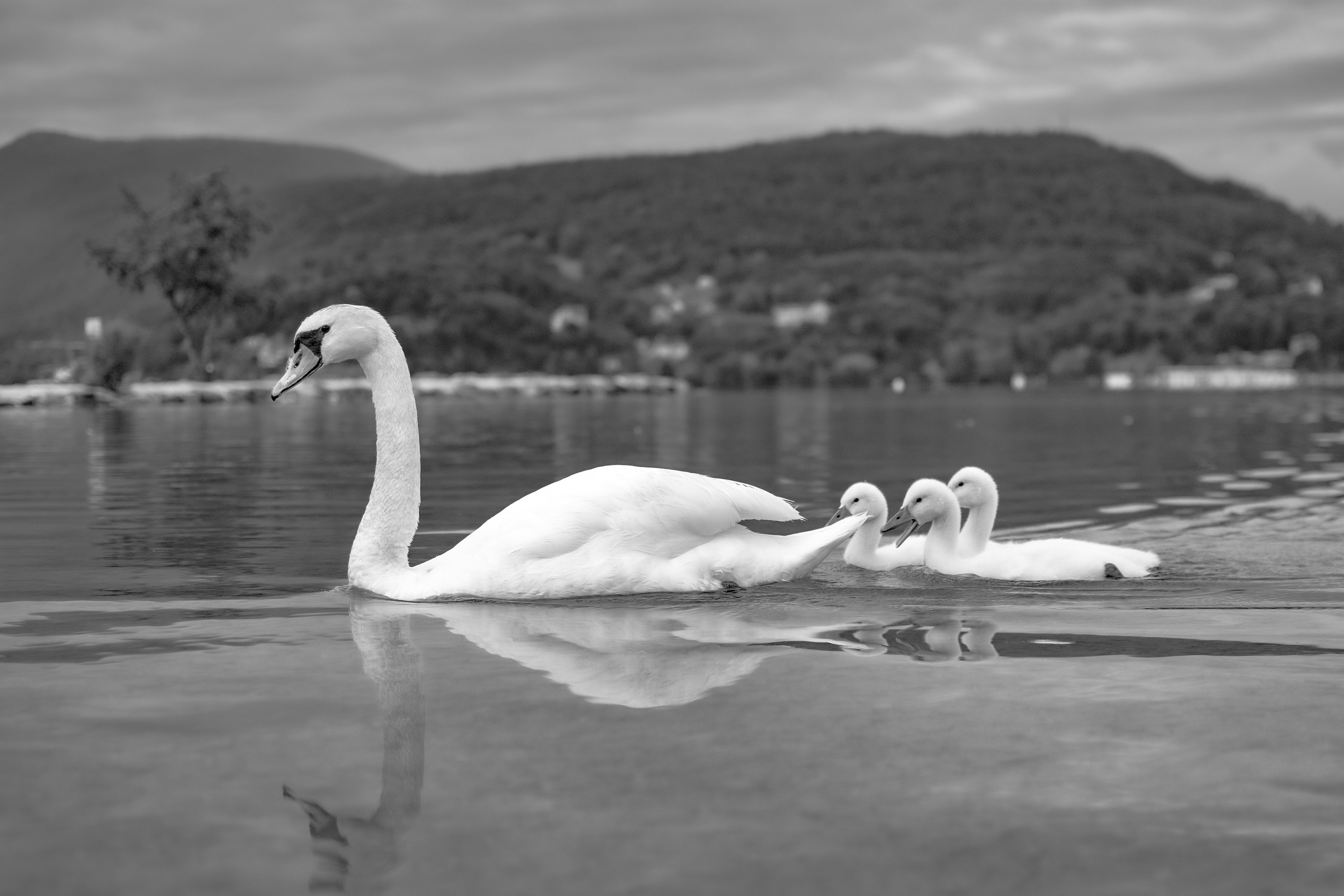 Harmony in Grey: A Swan and Two Cygnets Glide Across a Glassy Lake