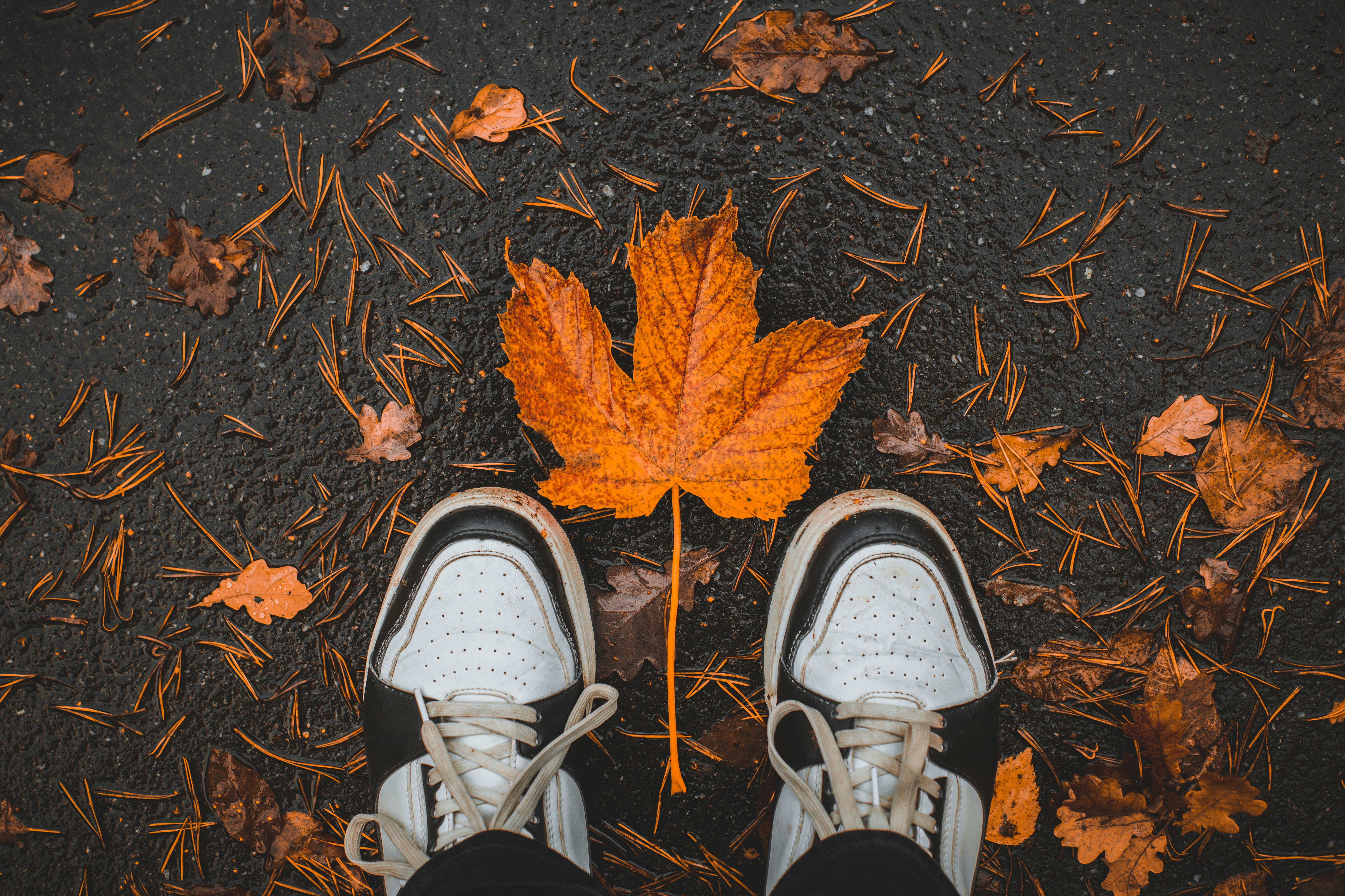 Leaf Between Footsteps: Orange Maple Framed by White Sneakers