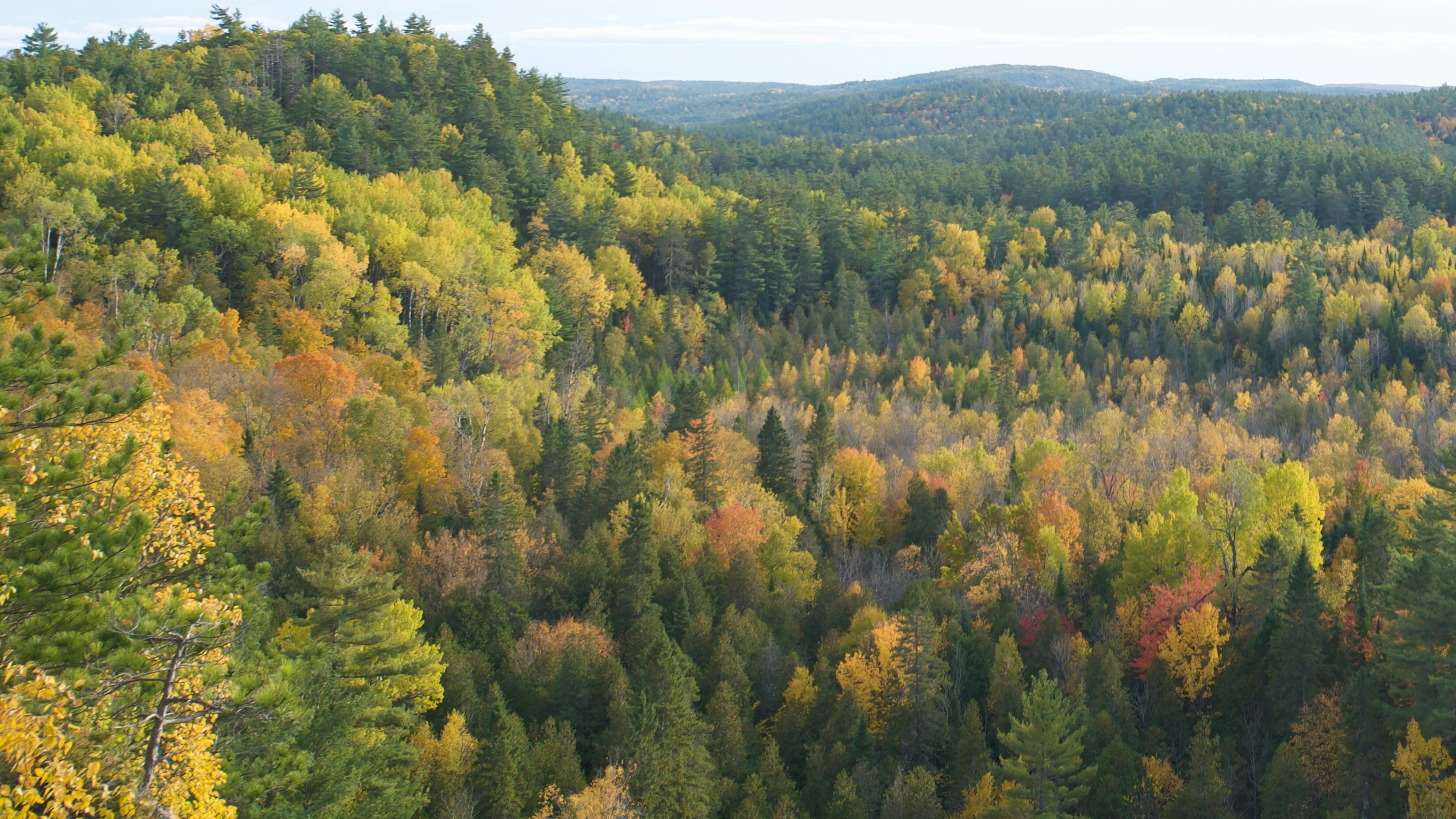 A forest filled with lots of trees covered in fall colors photo – Free ...