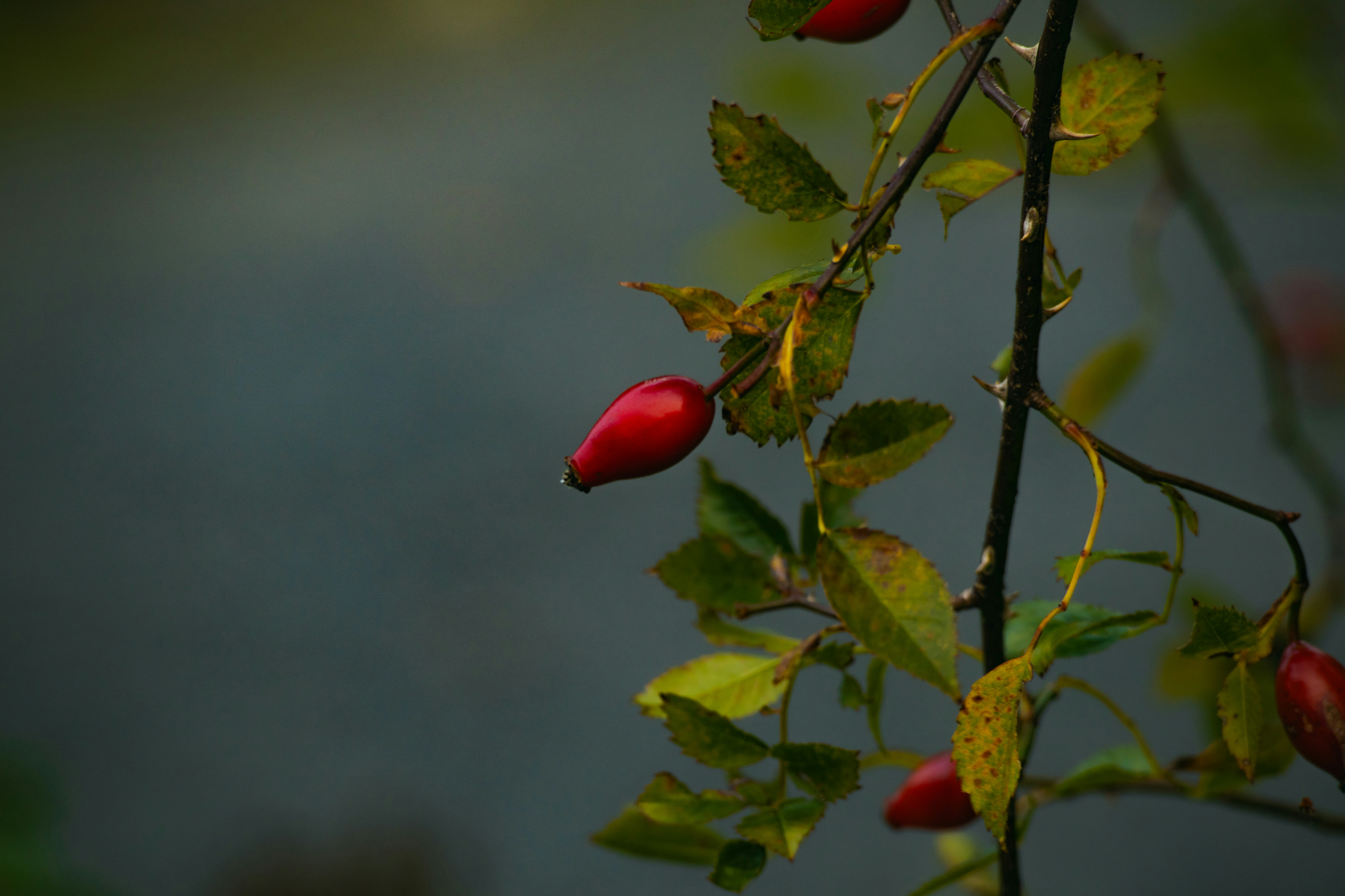 Crimson Rose Hips on a Slim Autumn Branch in Soft Focus