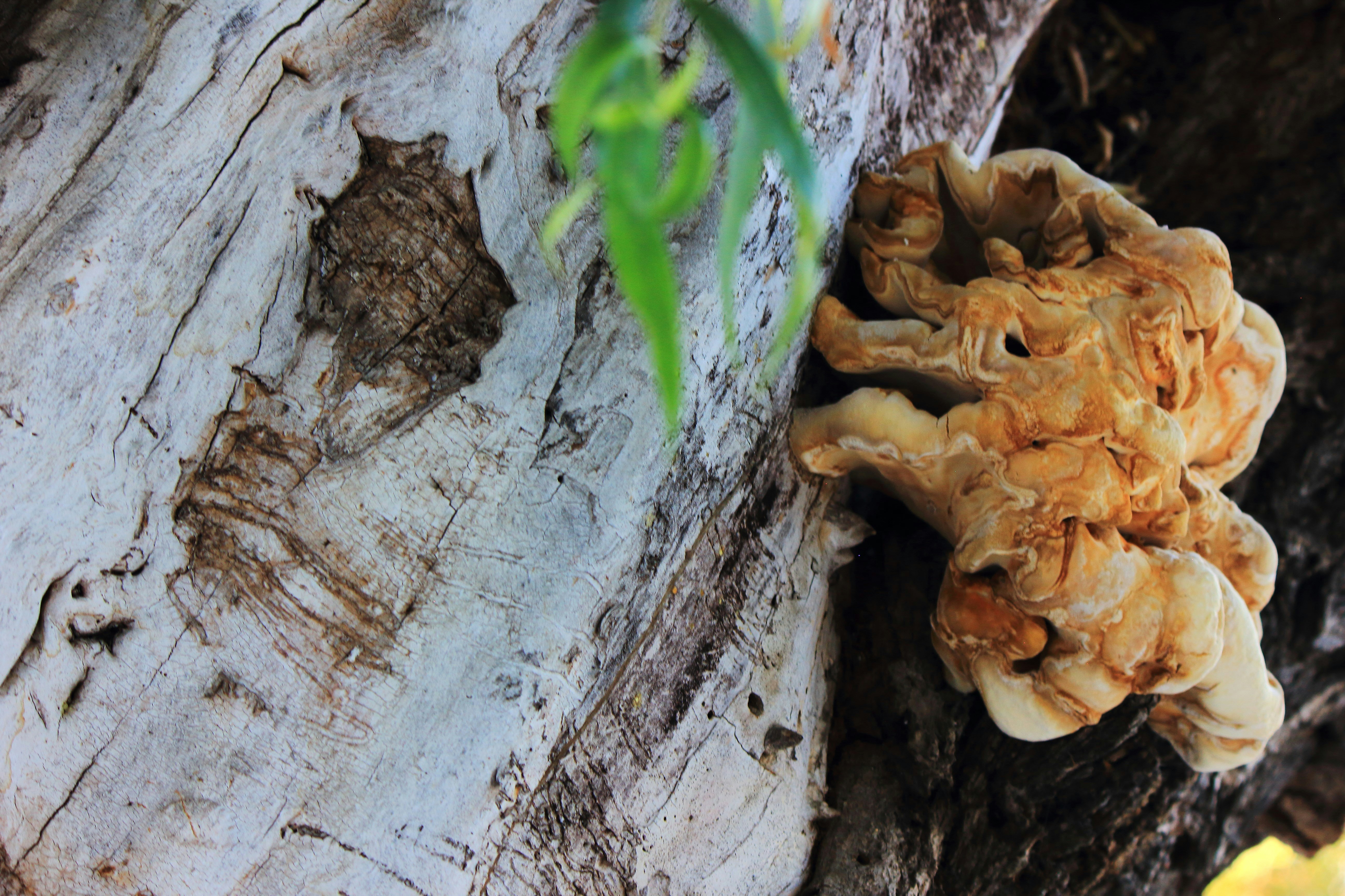 Amber Fungus on Weathered Wood: A Quiet Natural Detail