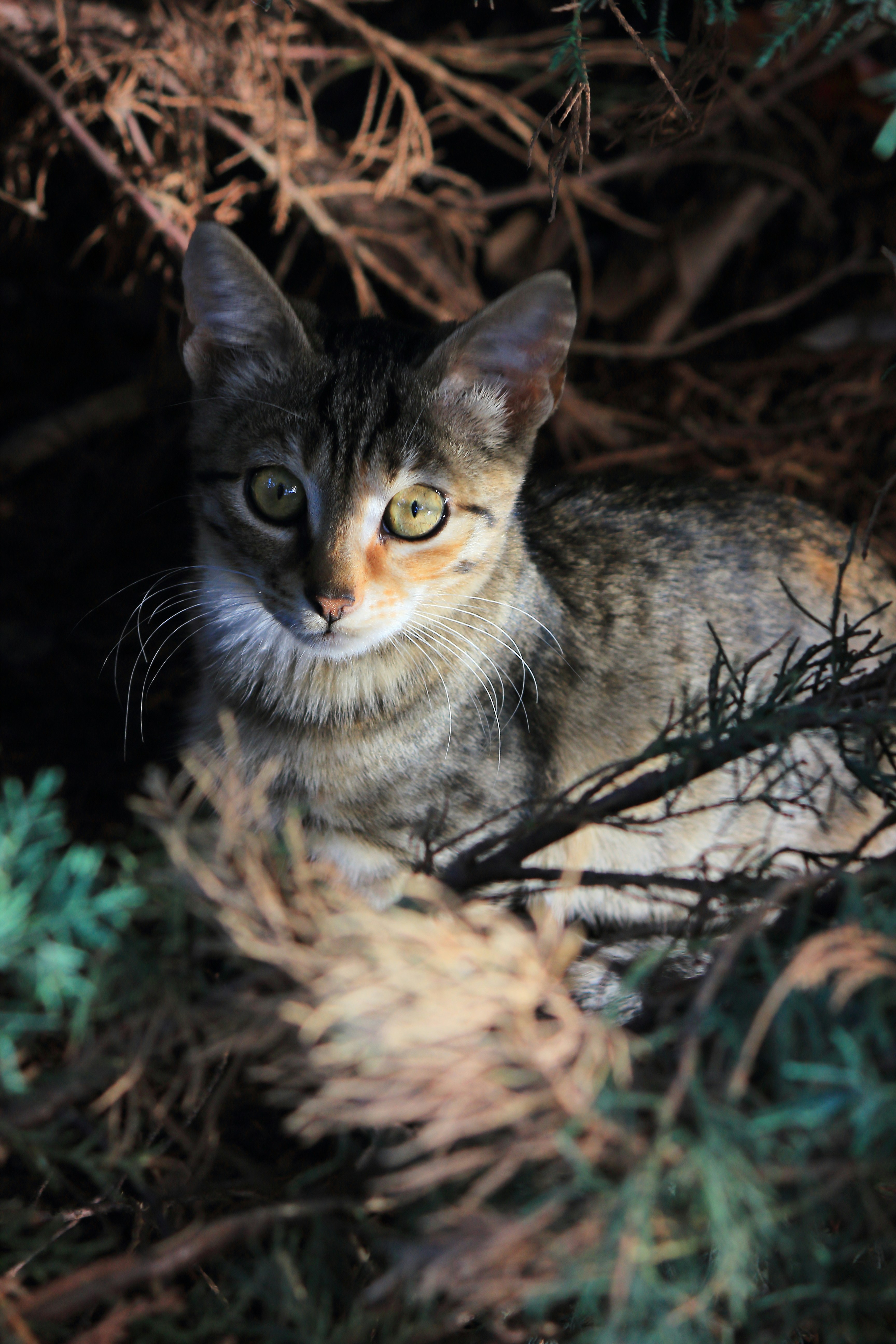 A cat sitting under a tree in the woods photo – Free Ankara Image on ...