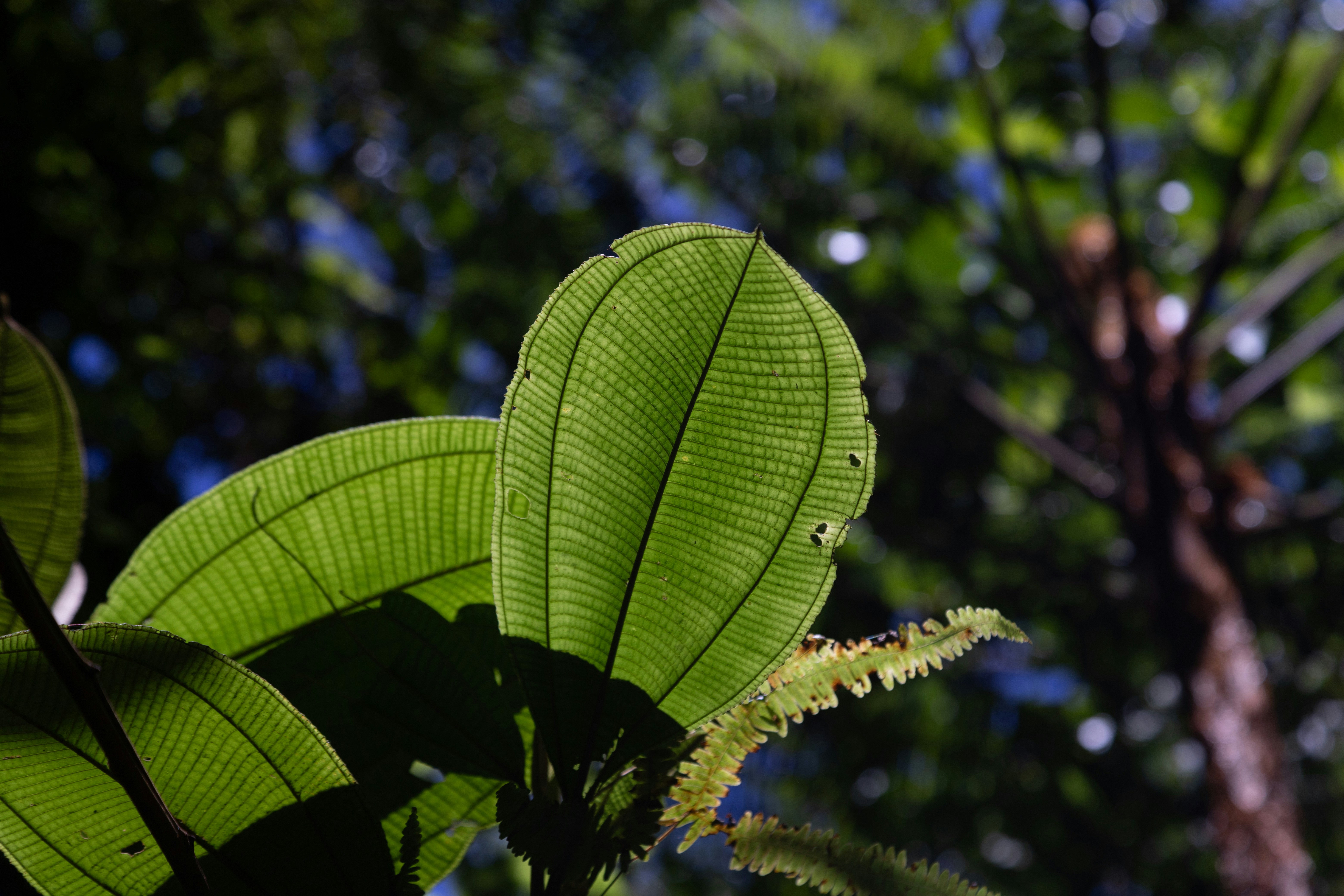 Neutral Theory in Evolutionary Botany