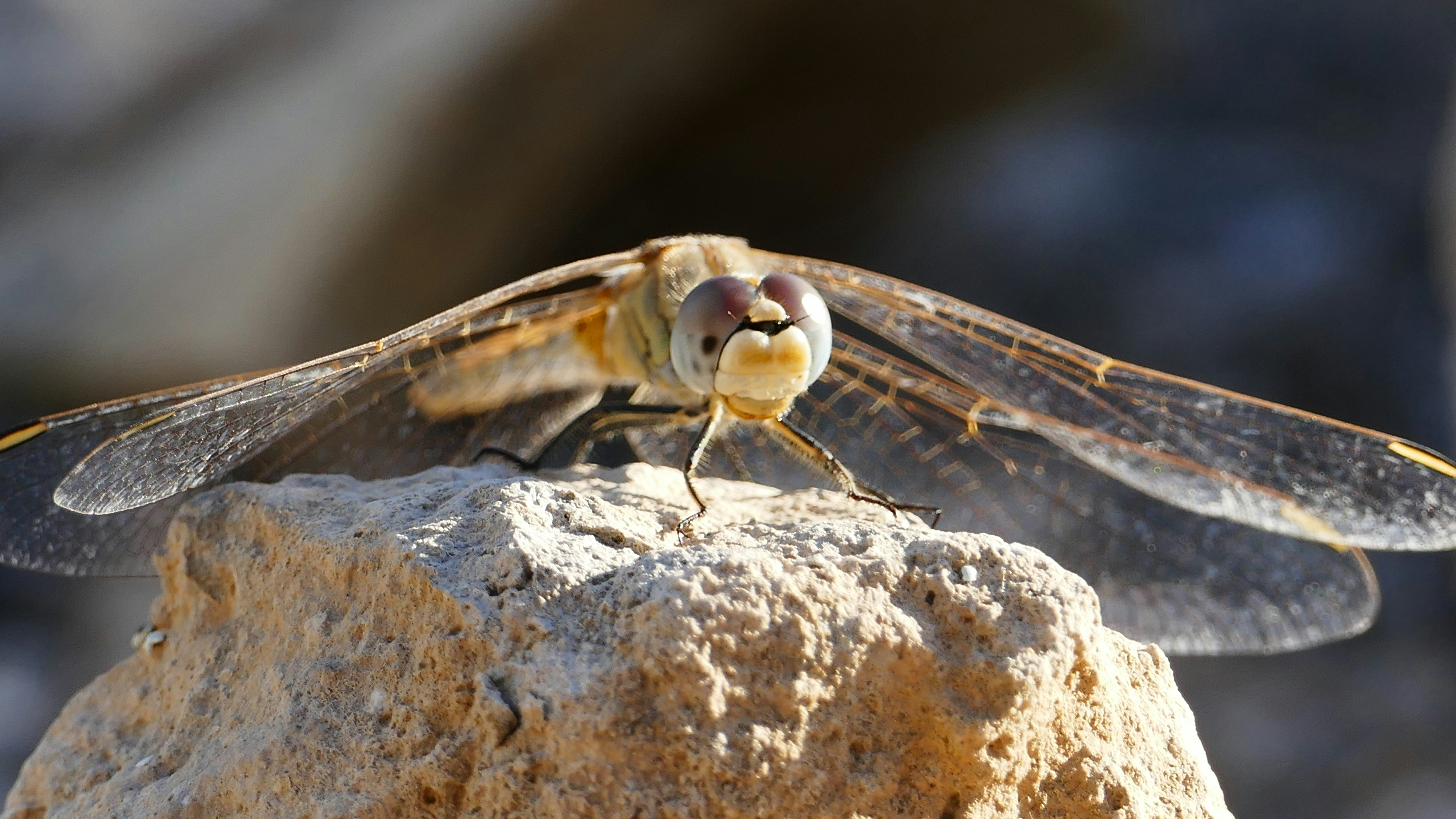 Dragonfly on a sunlit rock: a micro-world portrait
