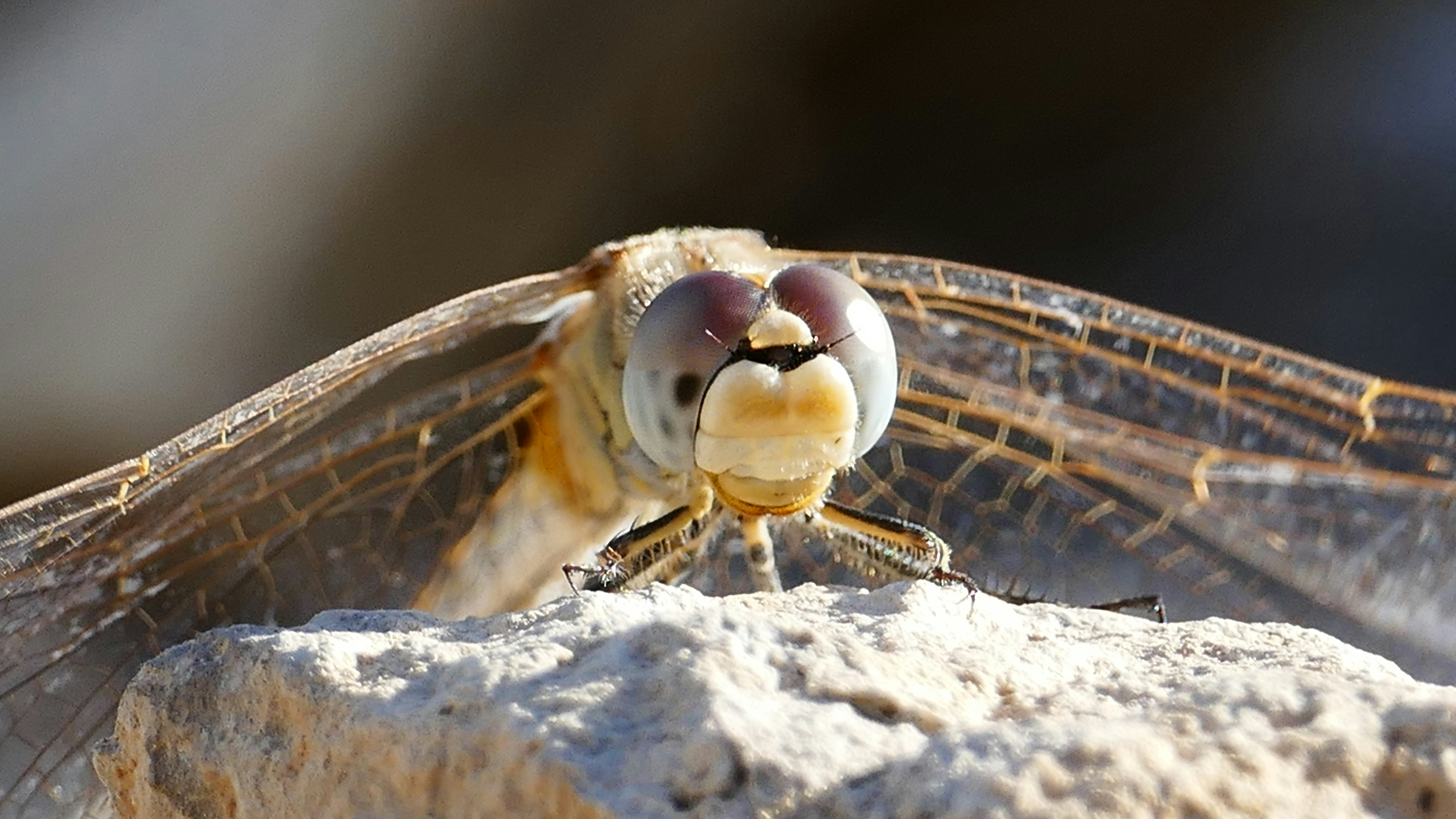 Golden-Eyed Dragonfly: Macro Portrait on Weathered Rock