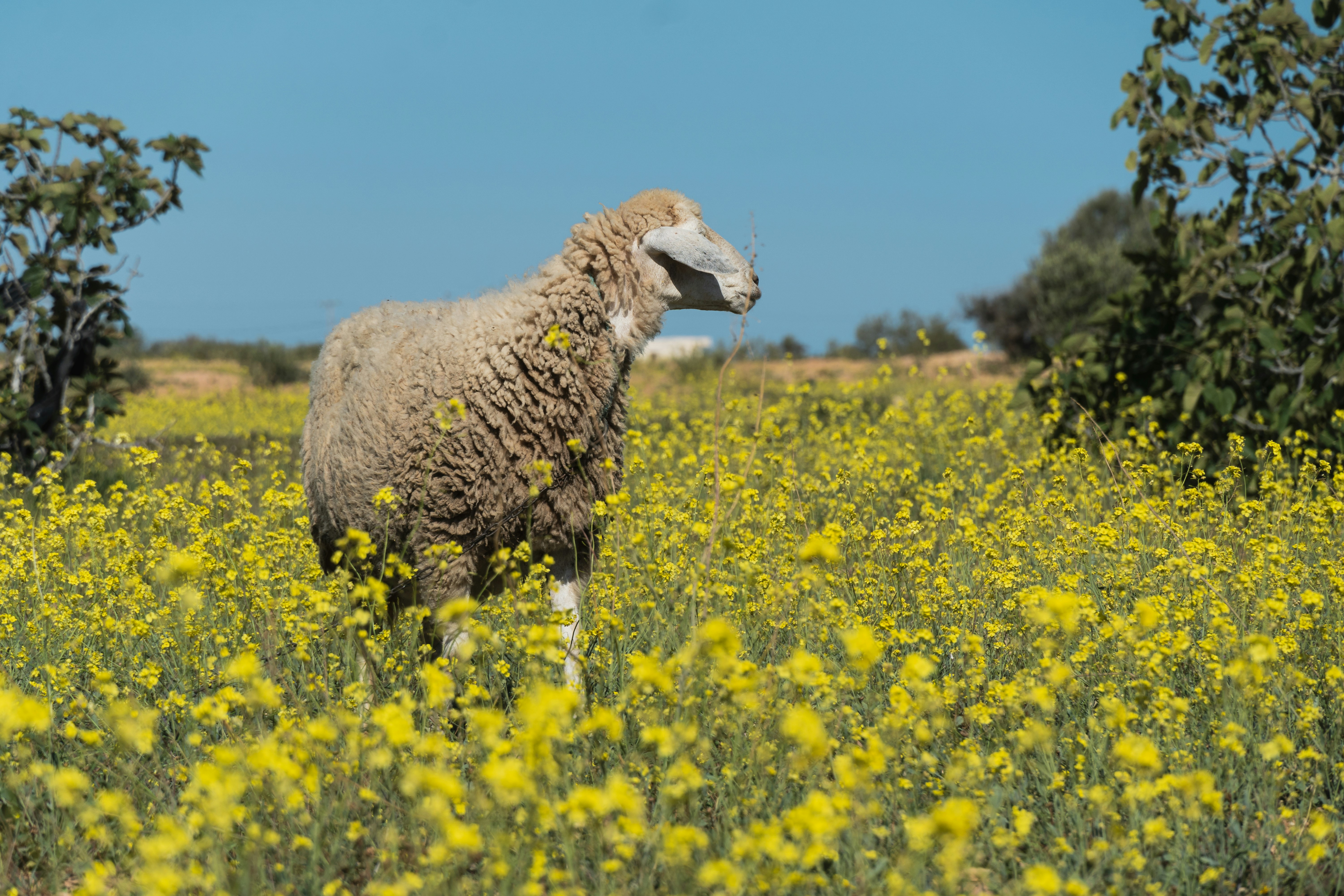 A sheep enjoying a spring morning in a field of wild yellow blooms in Djerba, Tunisia.