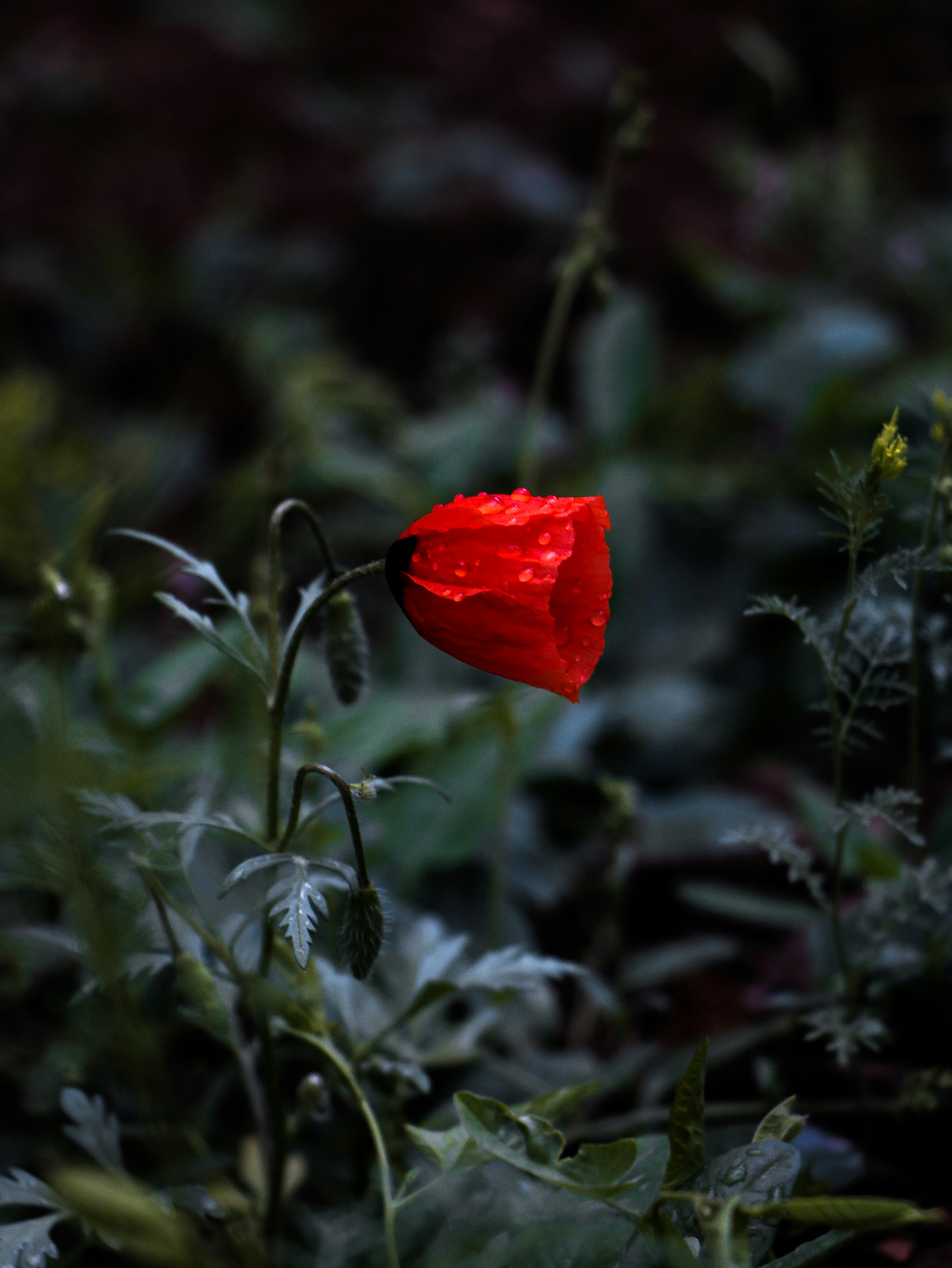 A single red flower sitting in the middle of a field photo – Free Iran ...