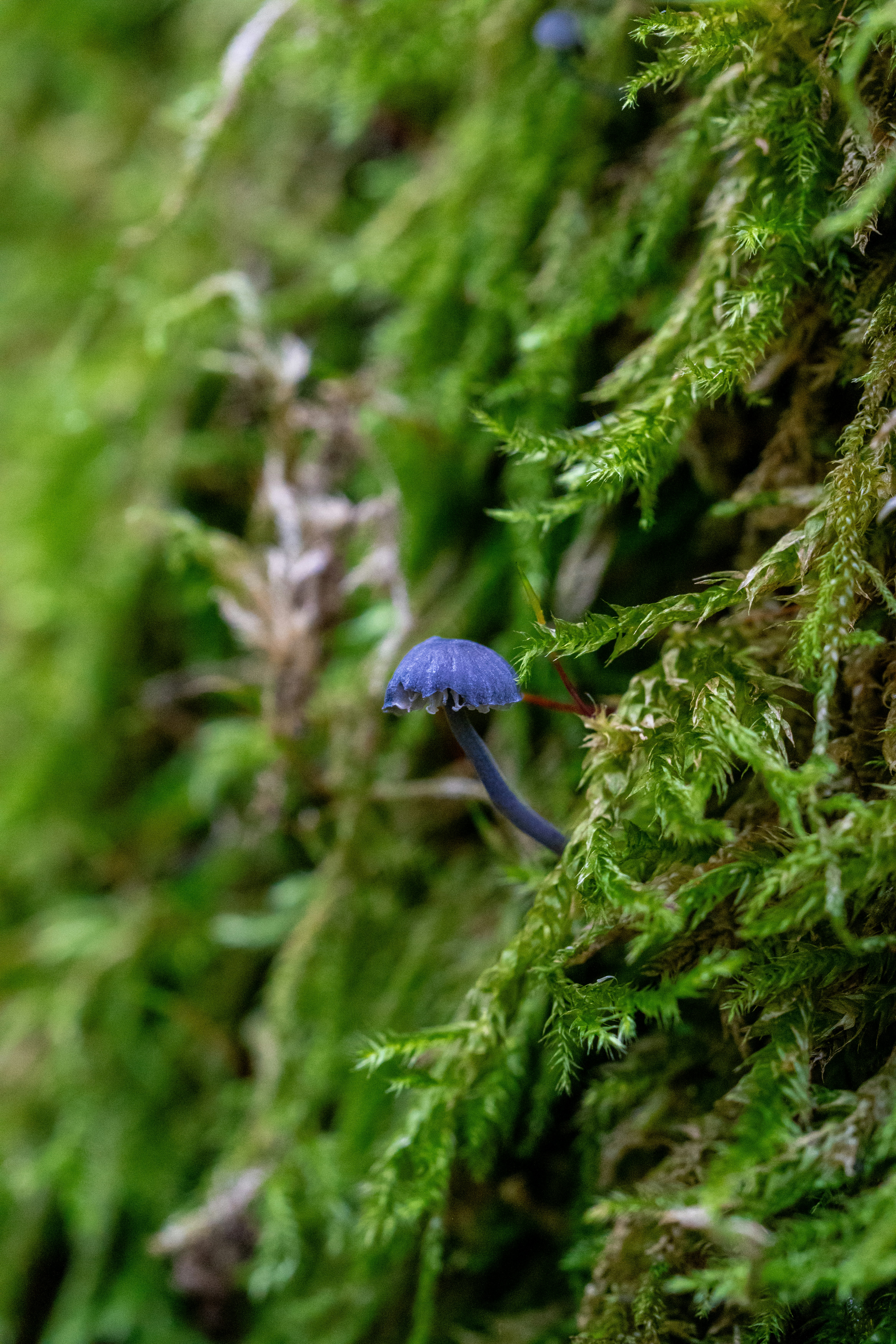 A blue mushroom is growing on a mossy wall photo – Free Moss Image on ...