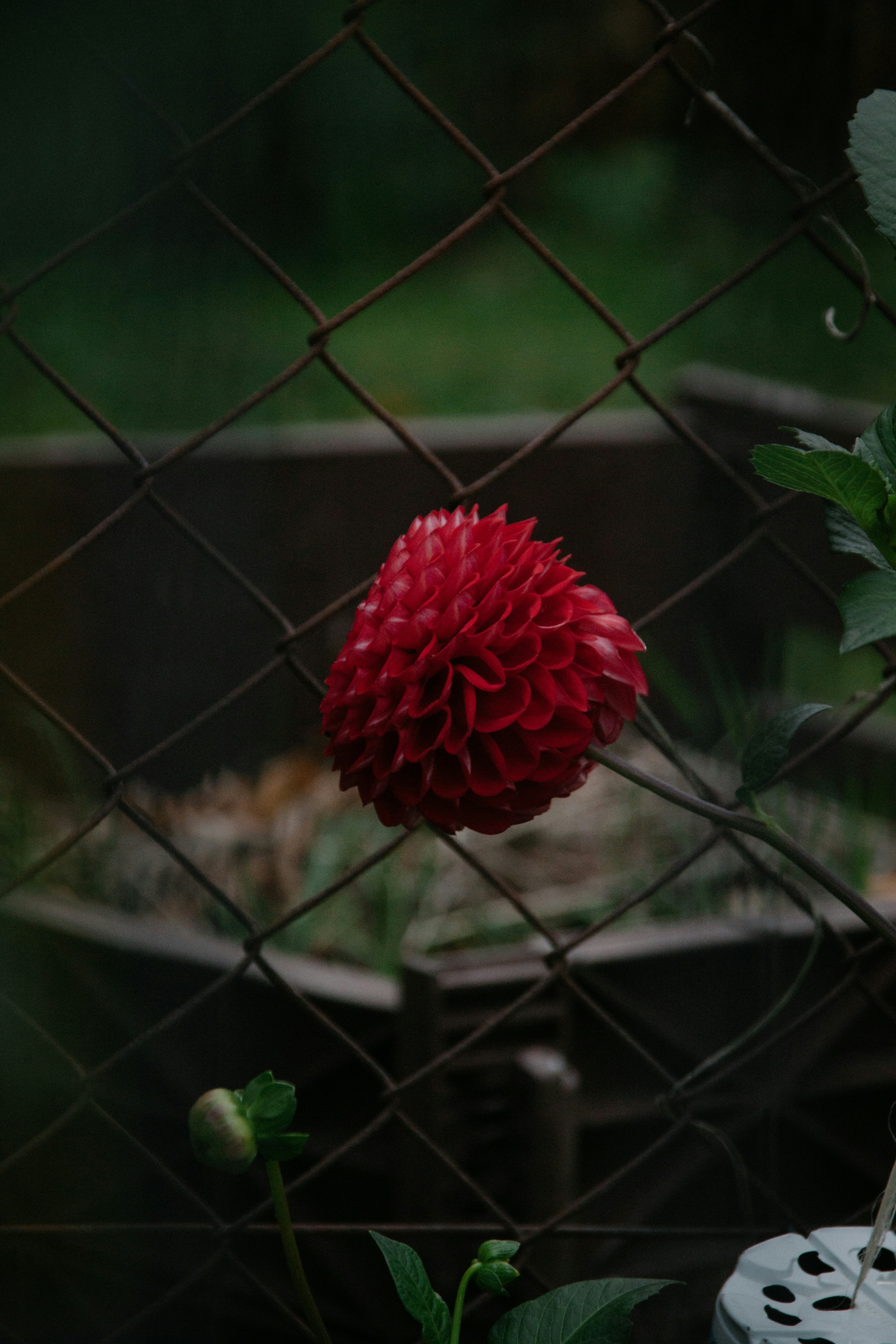 Crimson Dahlia Framed by Diamond Mesh Fence