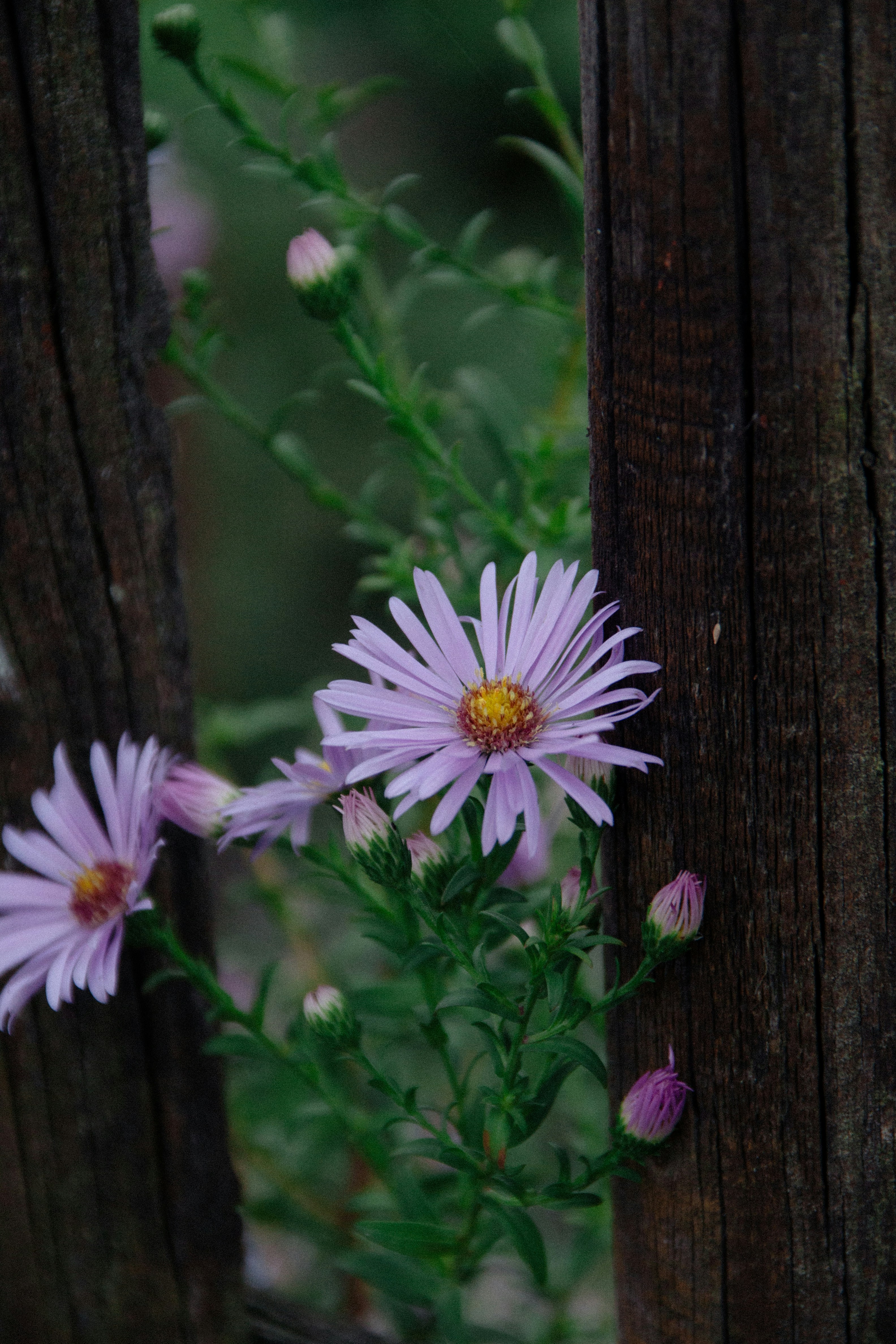 Lavender Bloom Between Weathered Planks
