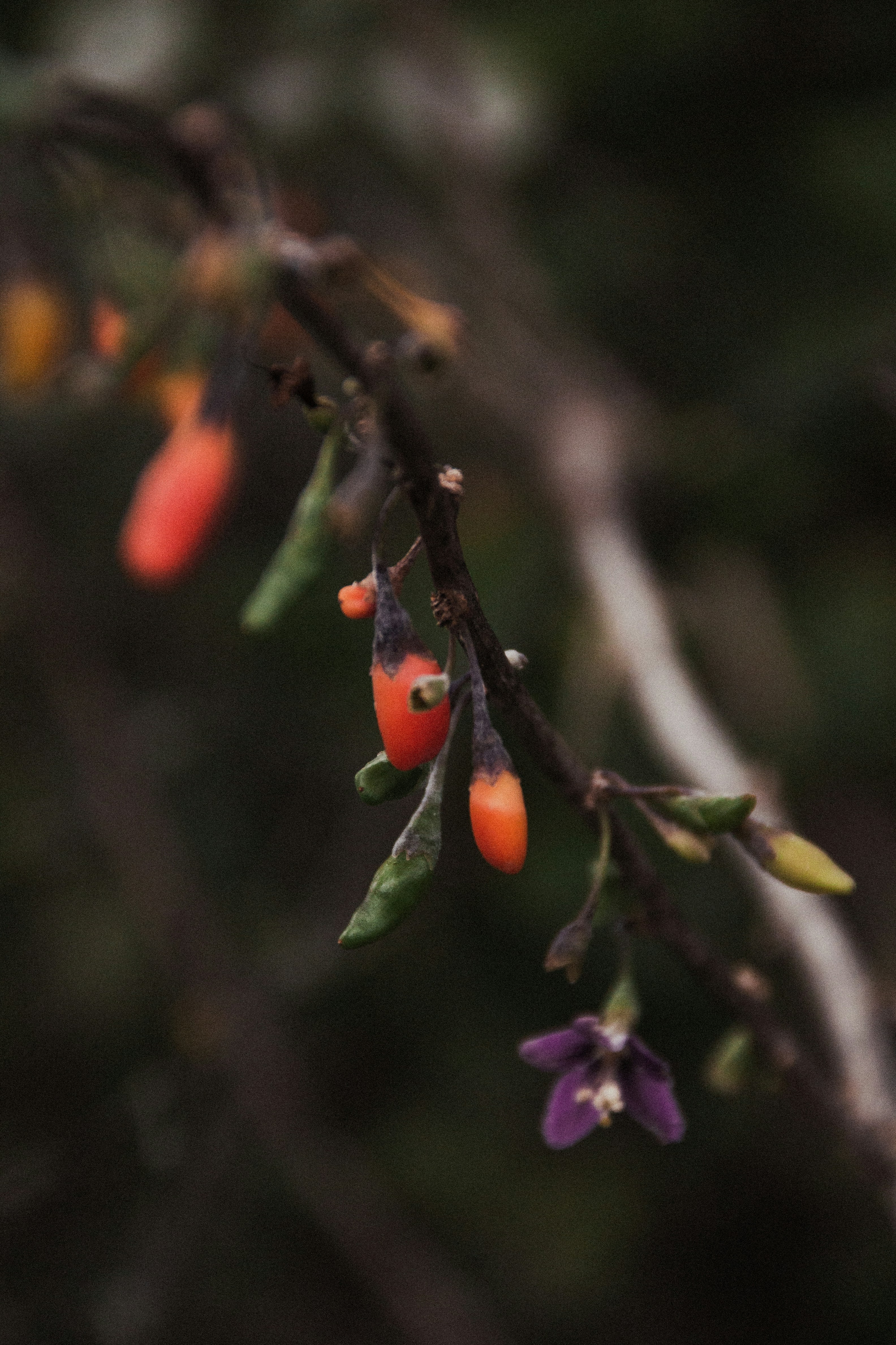 A branch of a tree with flowers and leaves