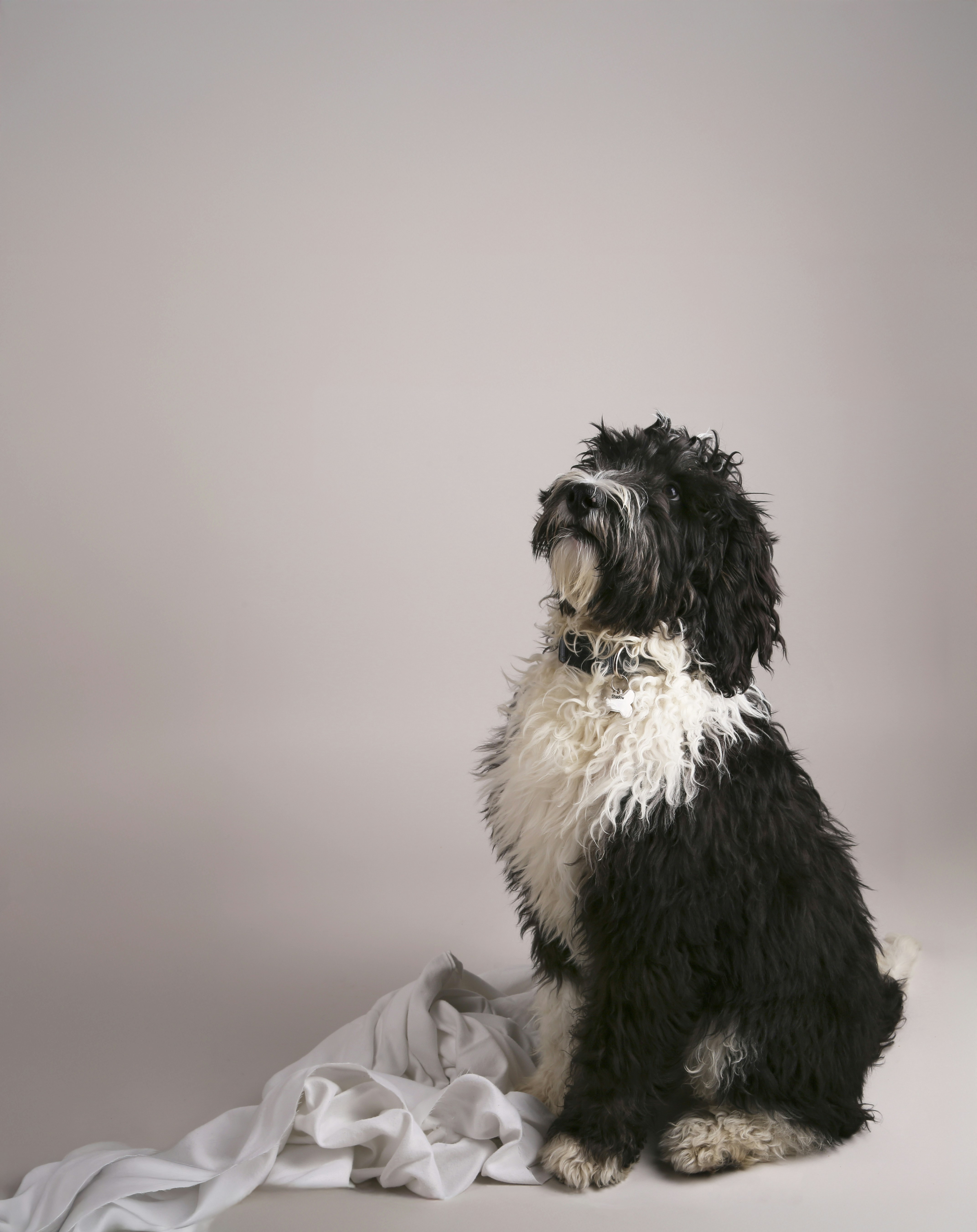 Gaze Aloft: A Tuxedo Terrier in Soft Studio Light